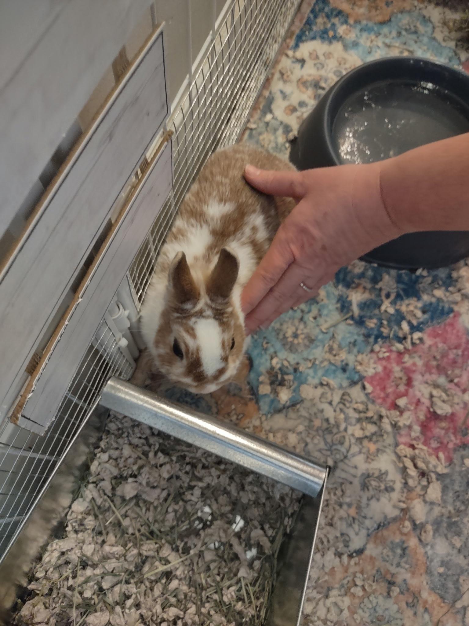 Breed id | Scrolller