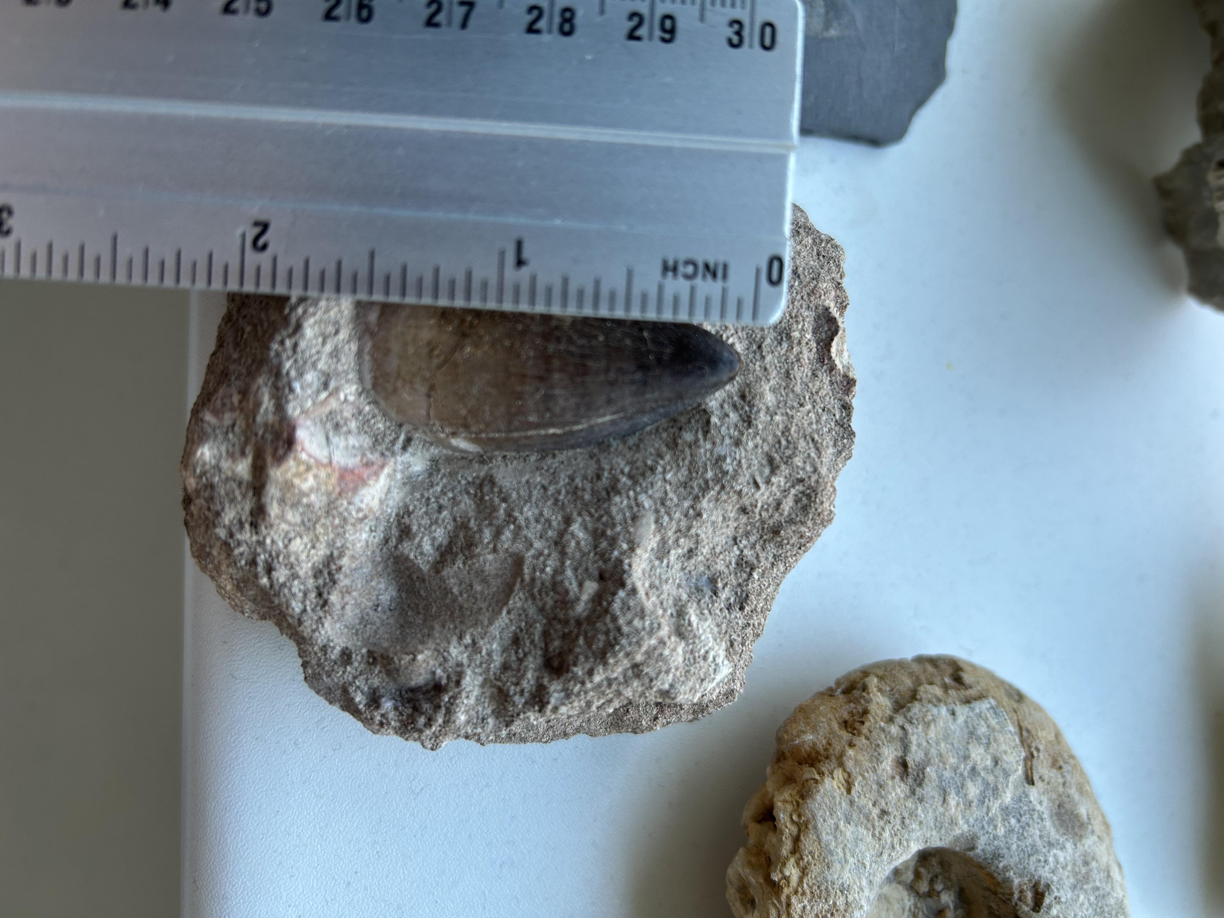 Is this a mosasaurus tooth | Scrolller