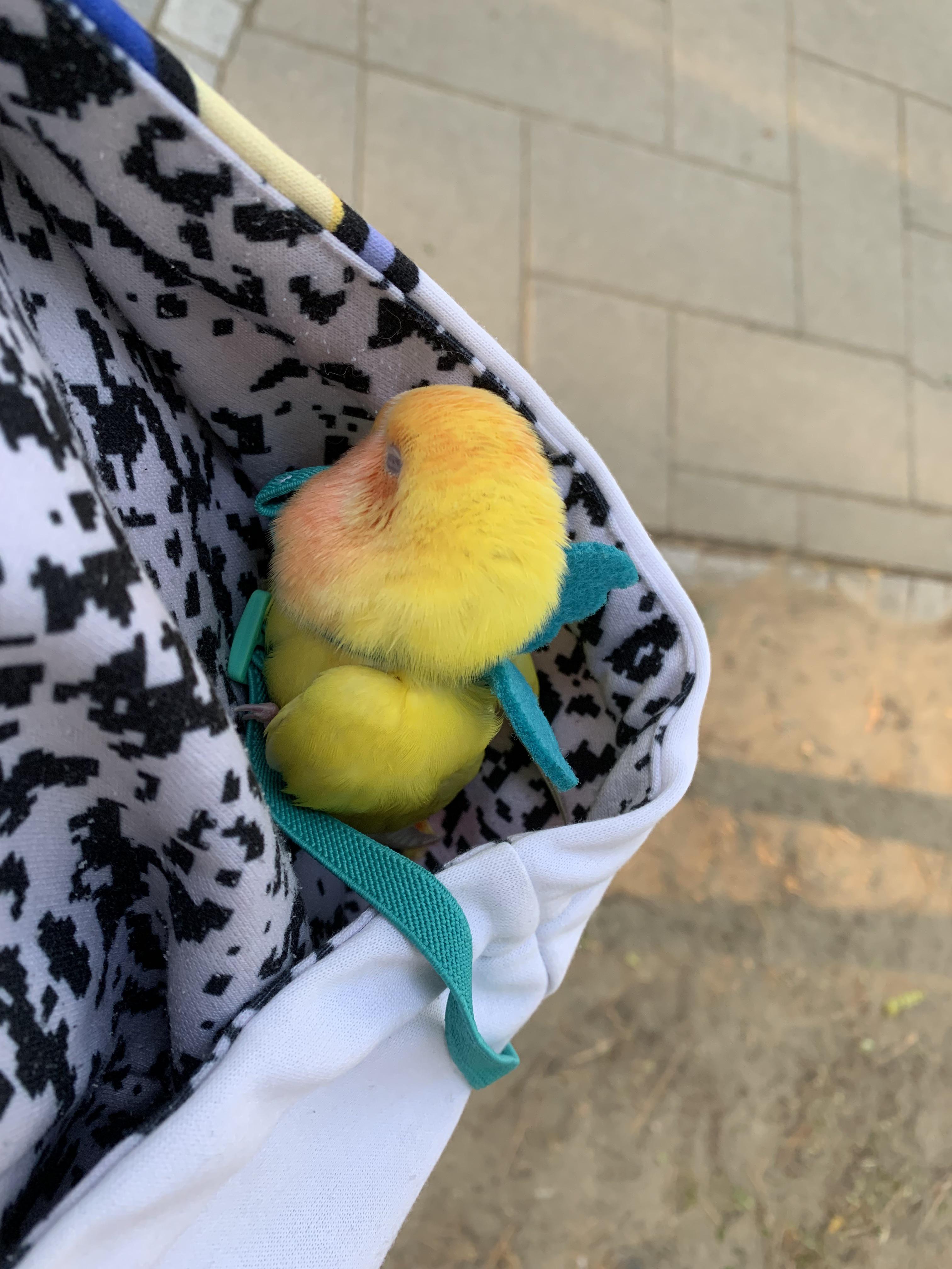 Discover more like Parrots: Kyo with a Harness :) (he ended up not flying at all and clung to me ...