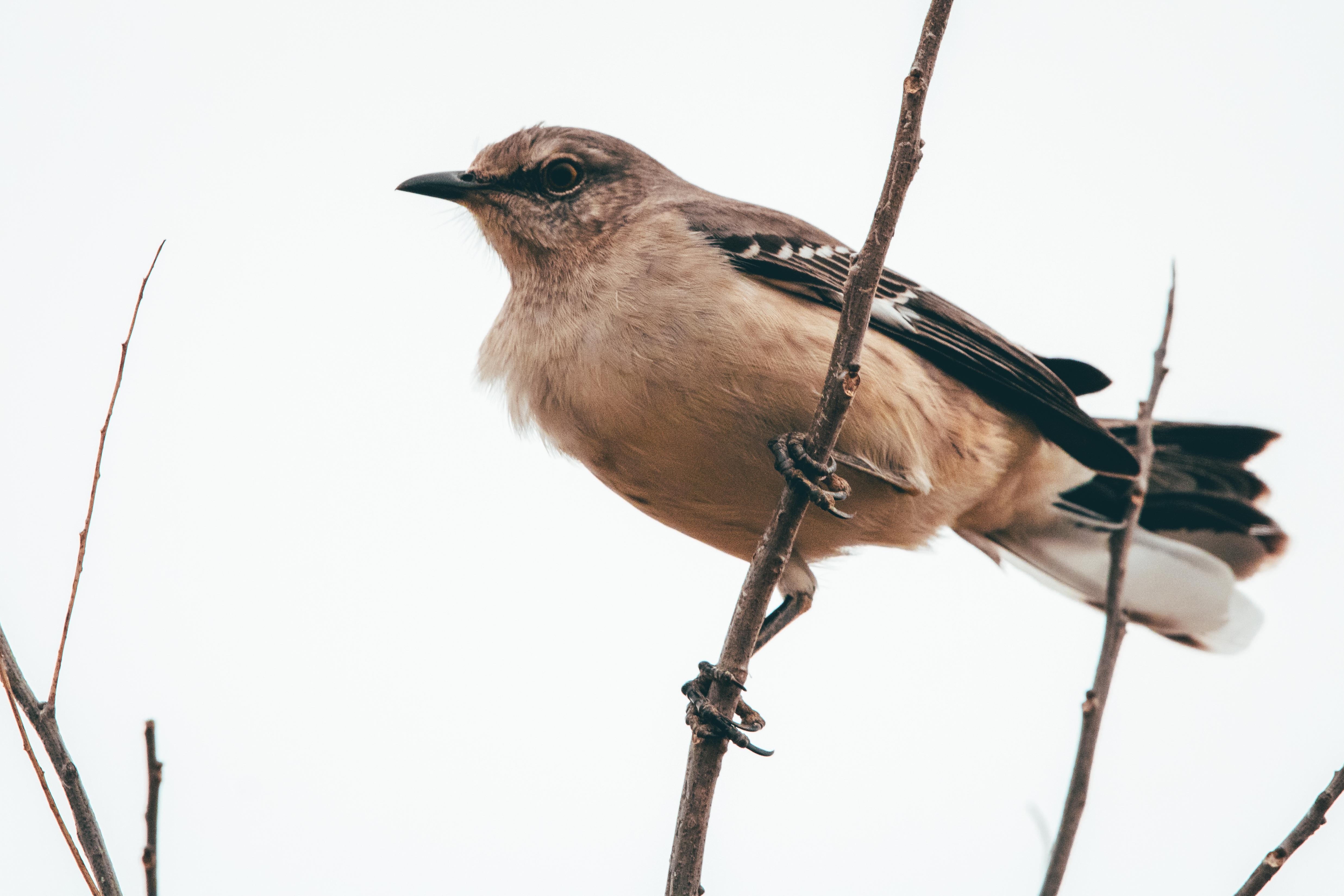 Northern Mockingbird (Is tHaT a MoCkInGbIrD?) | Scrolller
