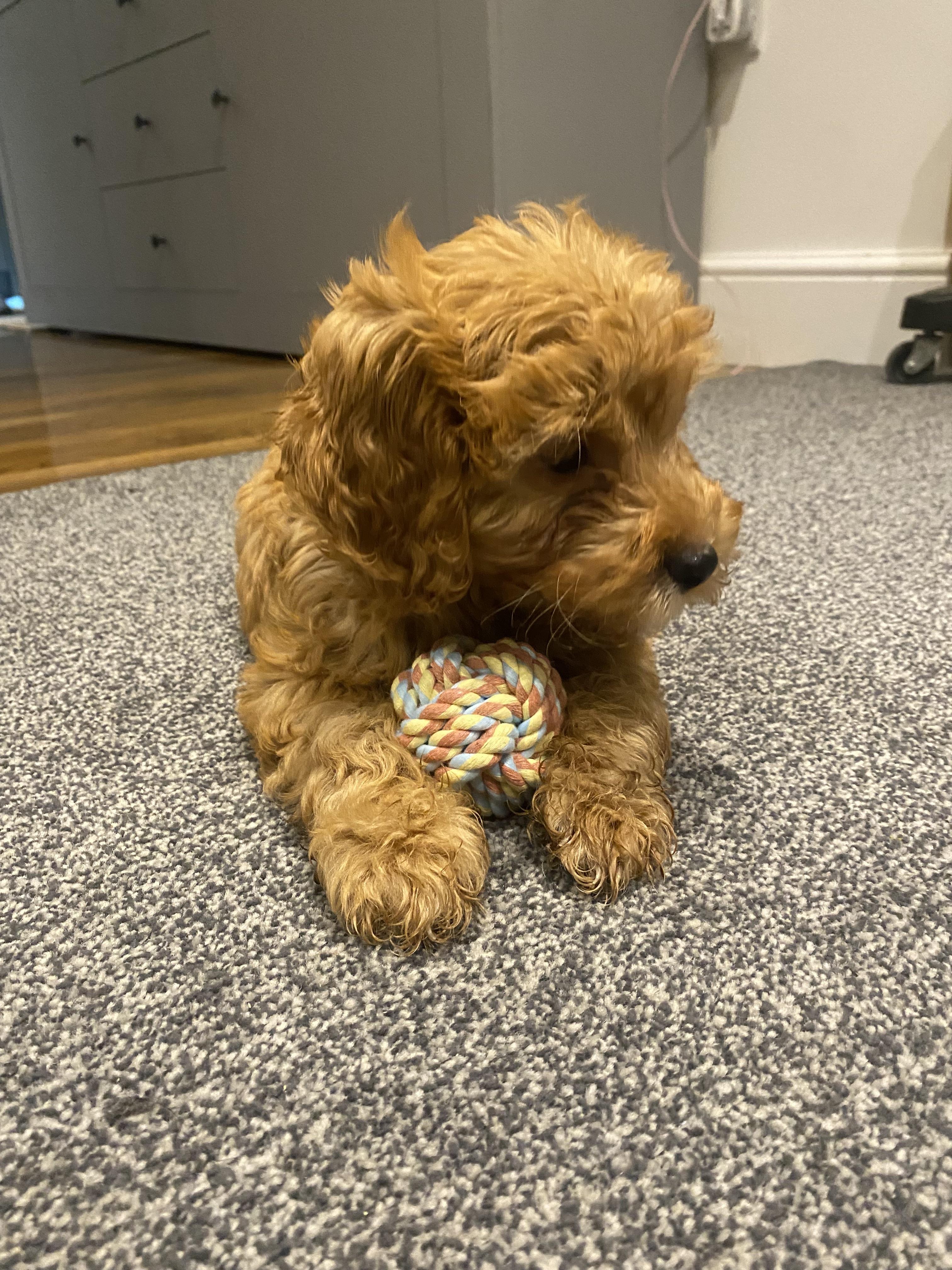 My new pup Douglas | Scrolller