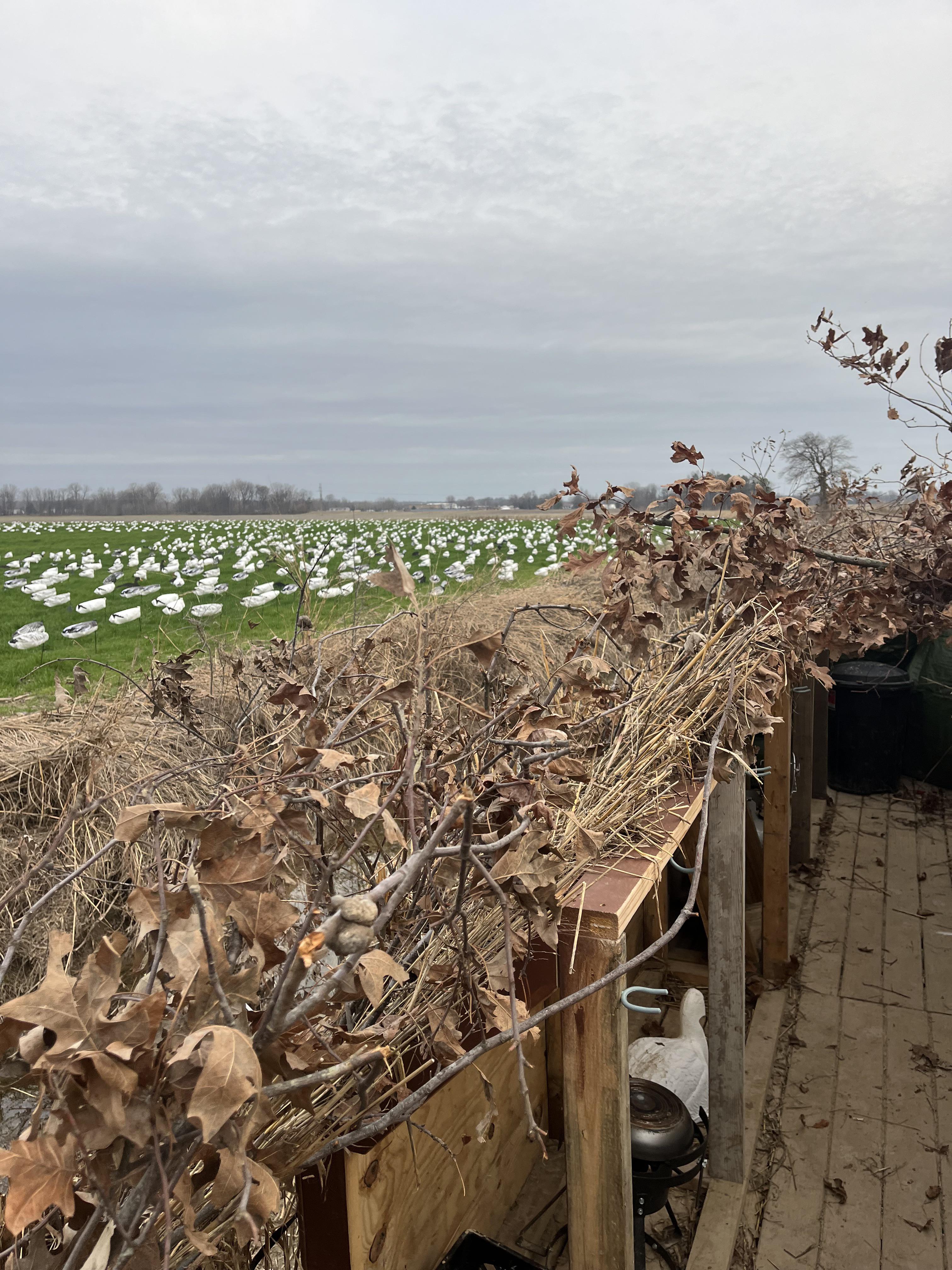 Discover more like Hunting: Southern Illinois snow goose and Related Content | Scrolller