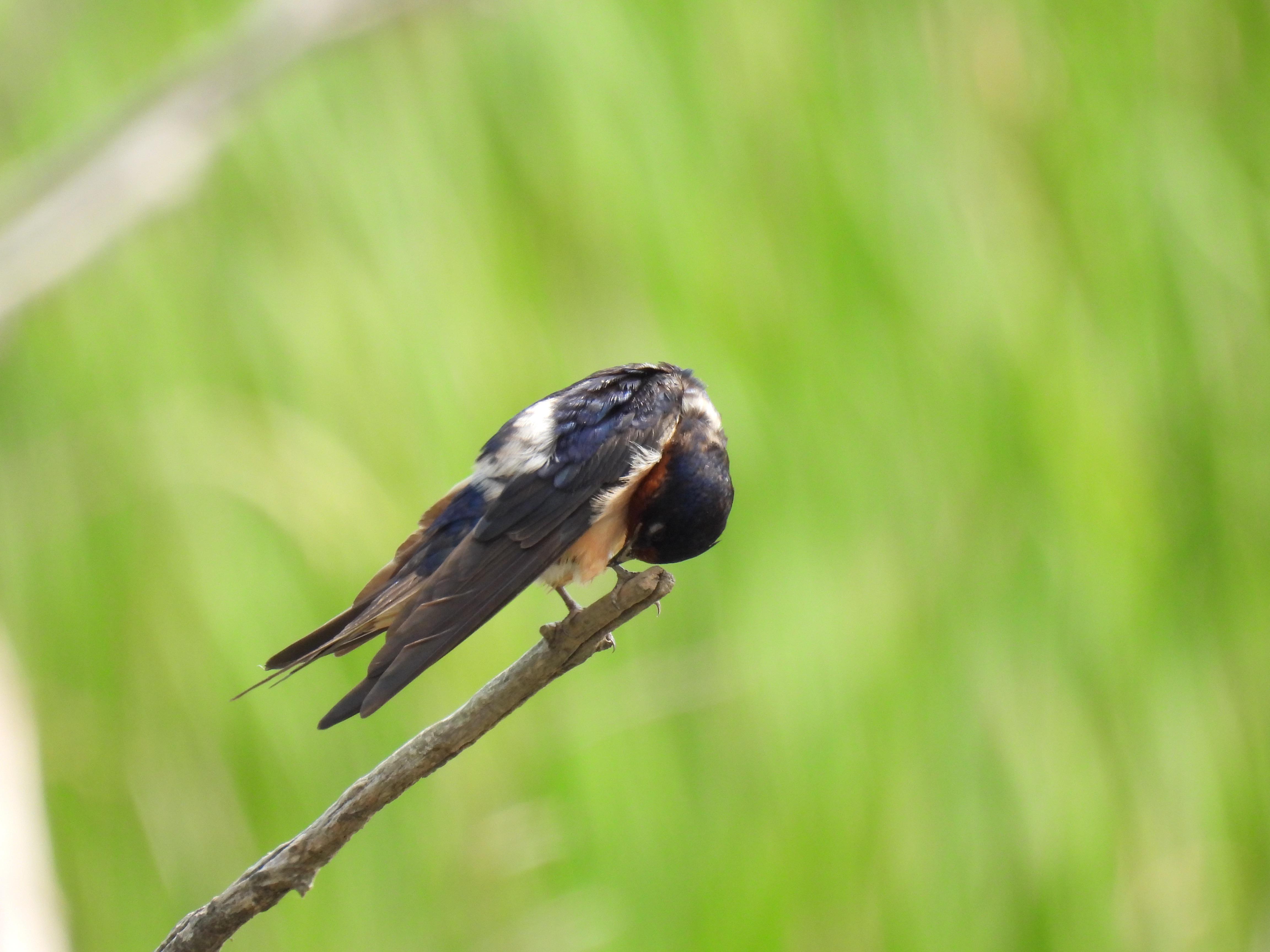 Discover more like Birdpics: Barn and Tree Swallow preenfest and Related Content | Scrolller