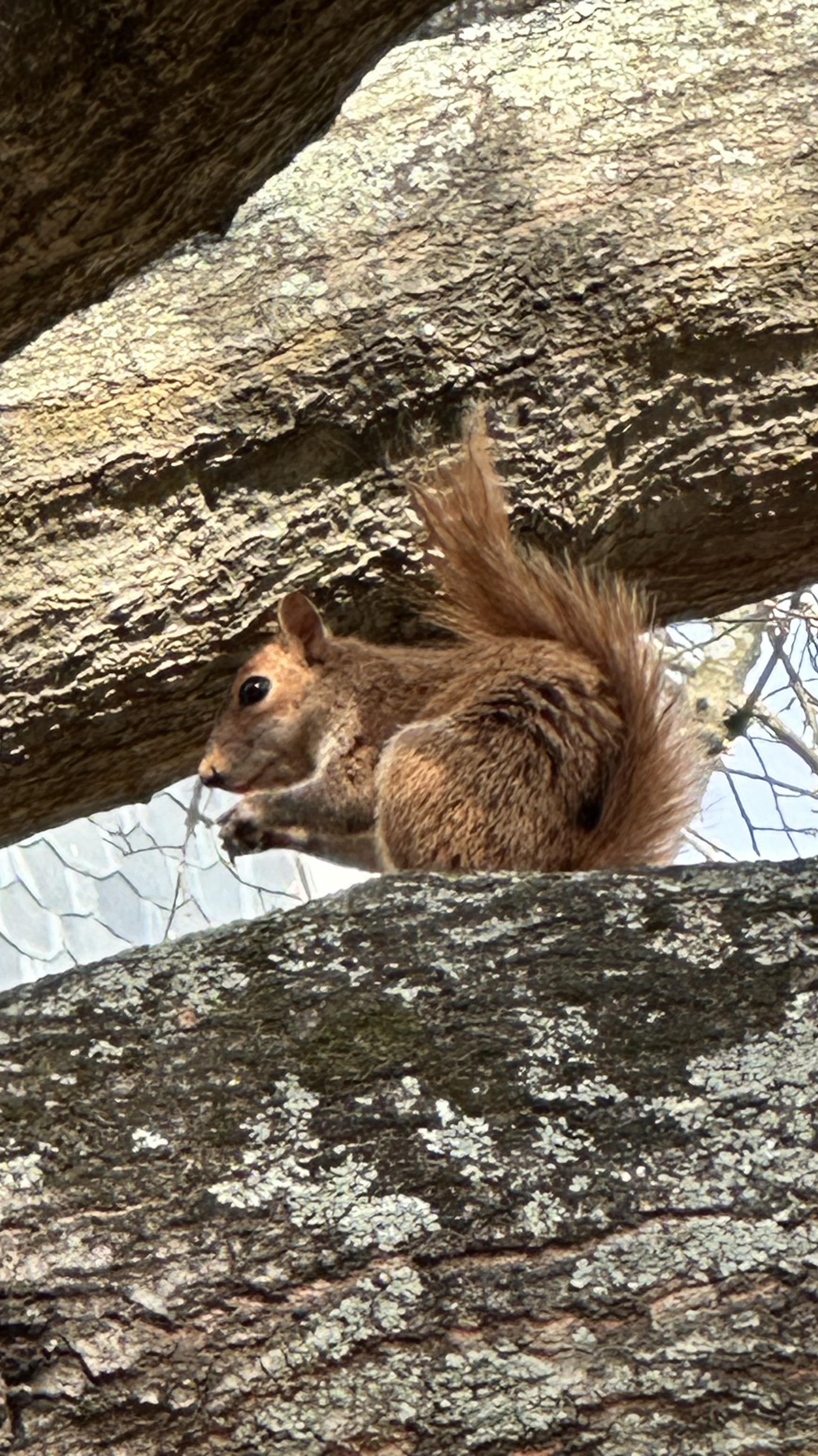 Squirrel Identification Help | Scrolller