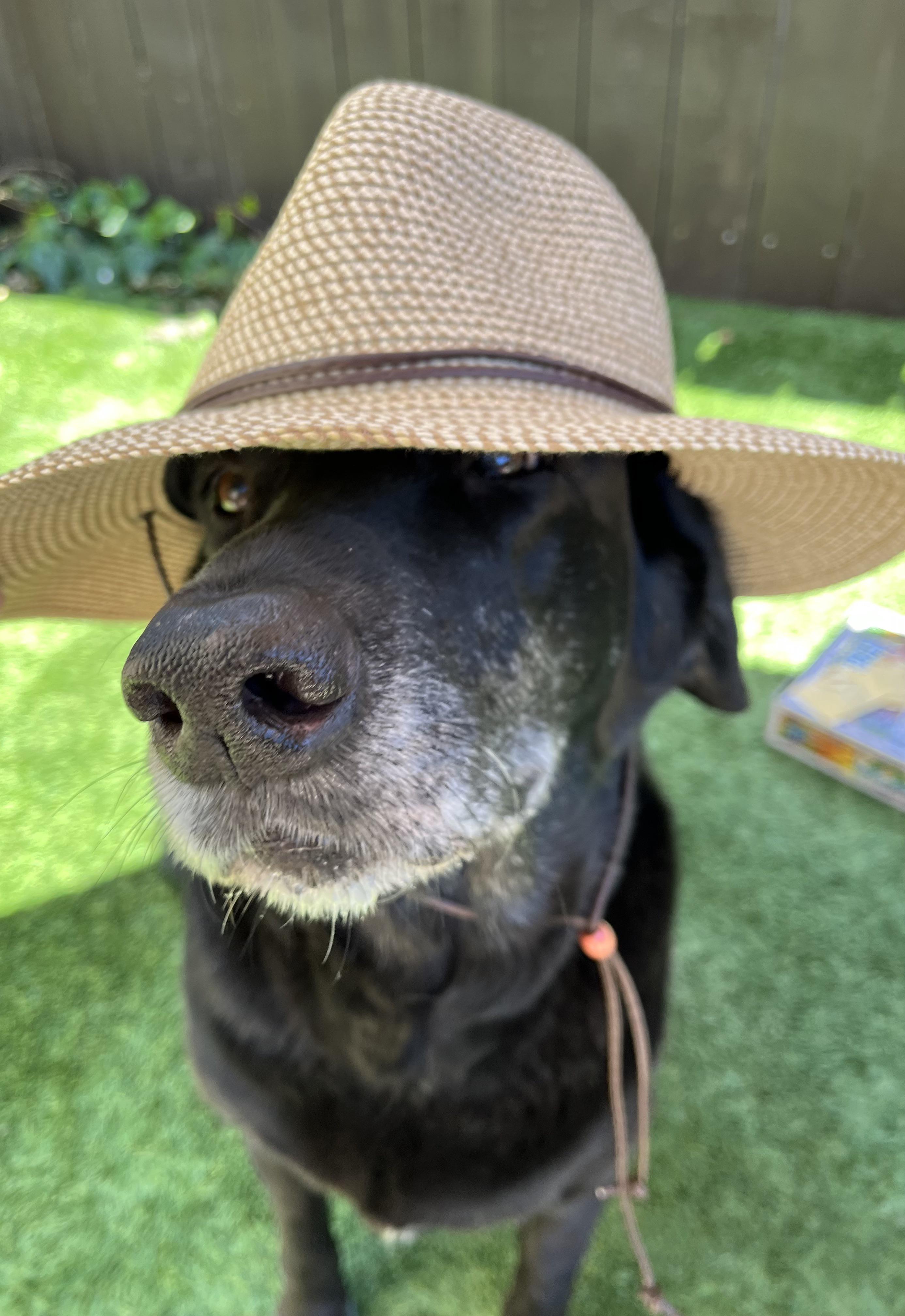 Buster felt very suave in his new hat | Scrolller