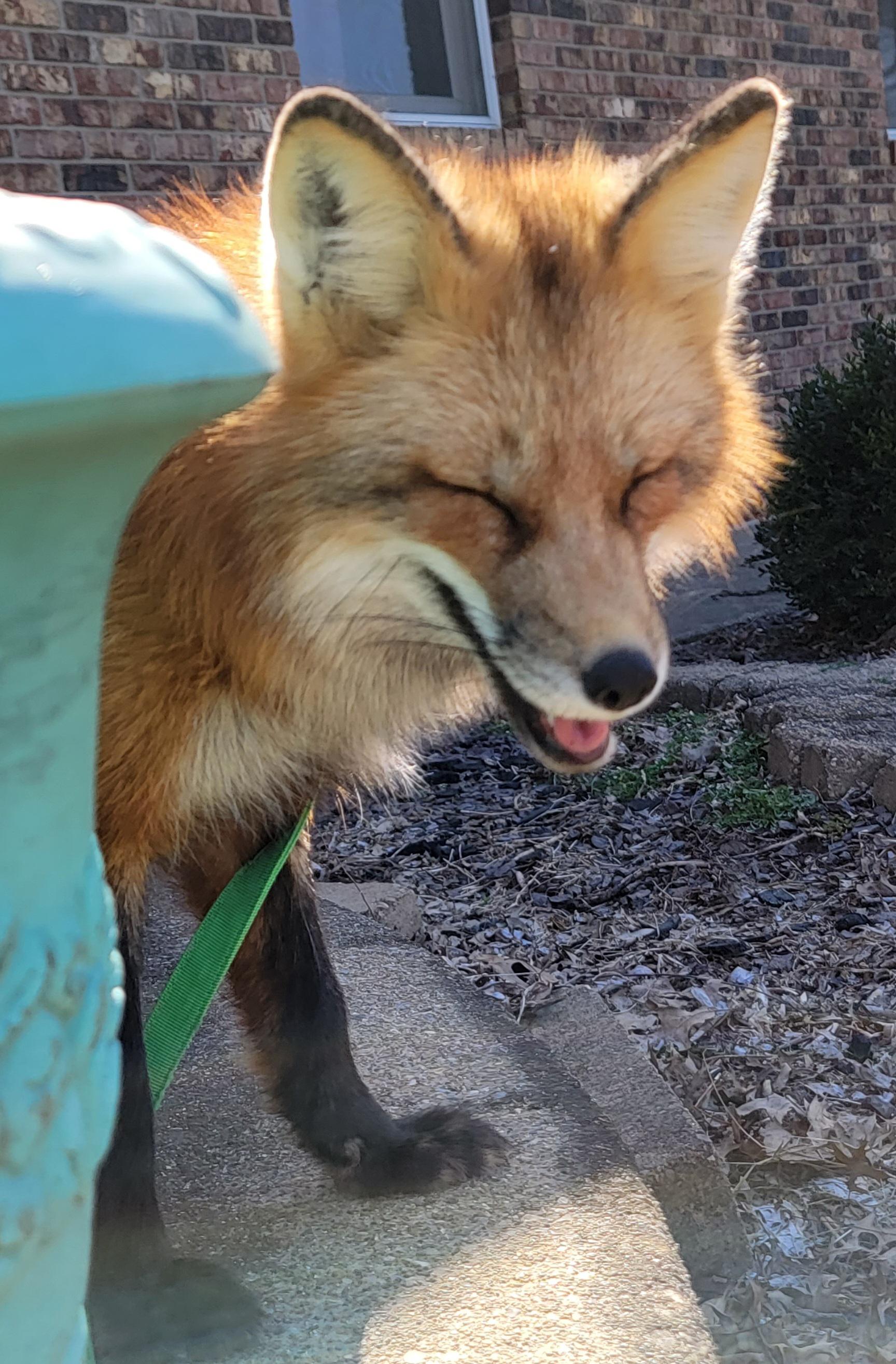 Foxy shenanigans | Scrolller