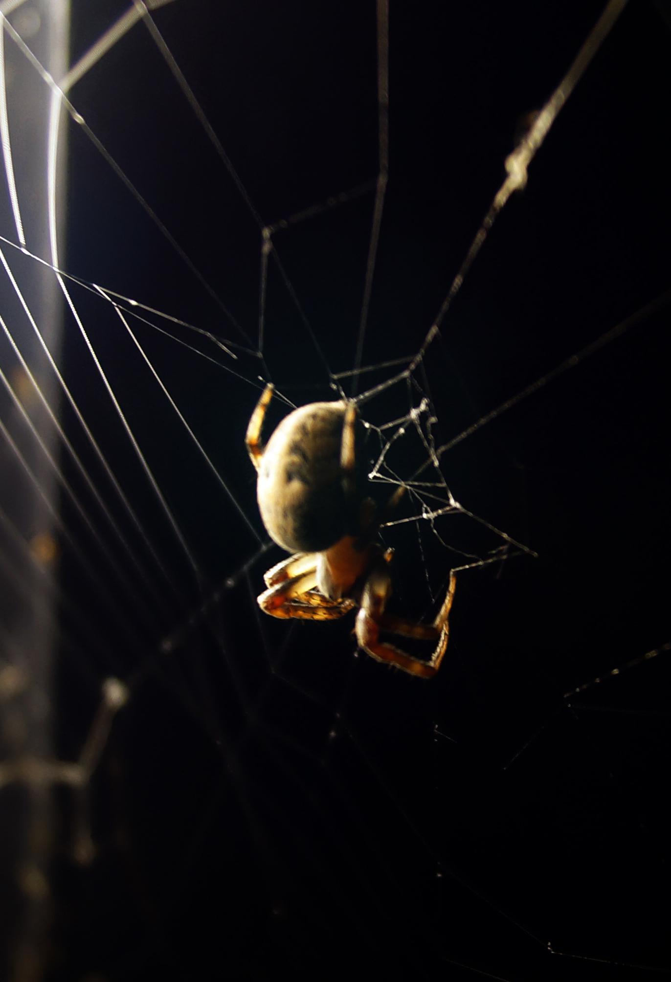 Night hunter | Scrolller