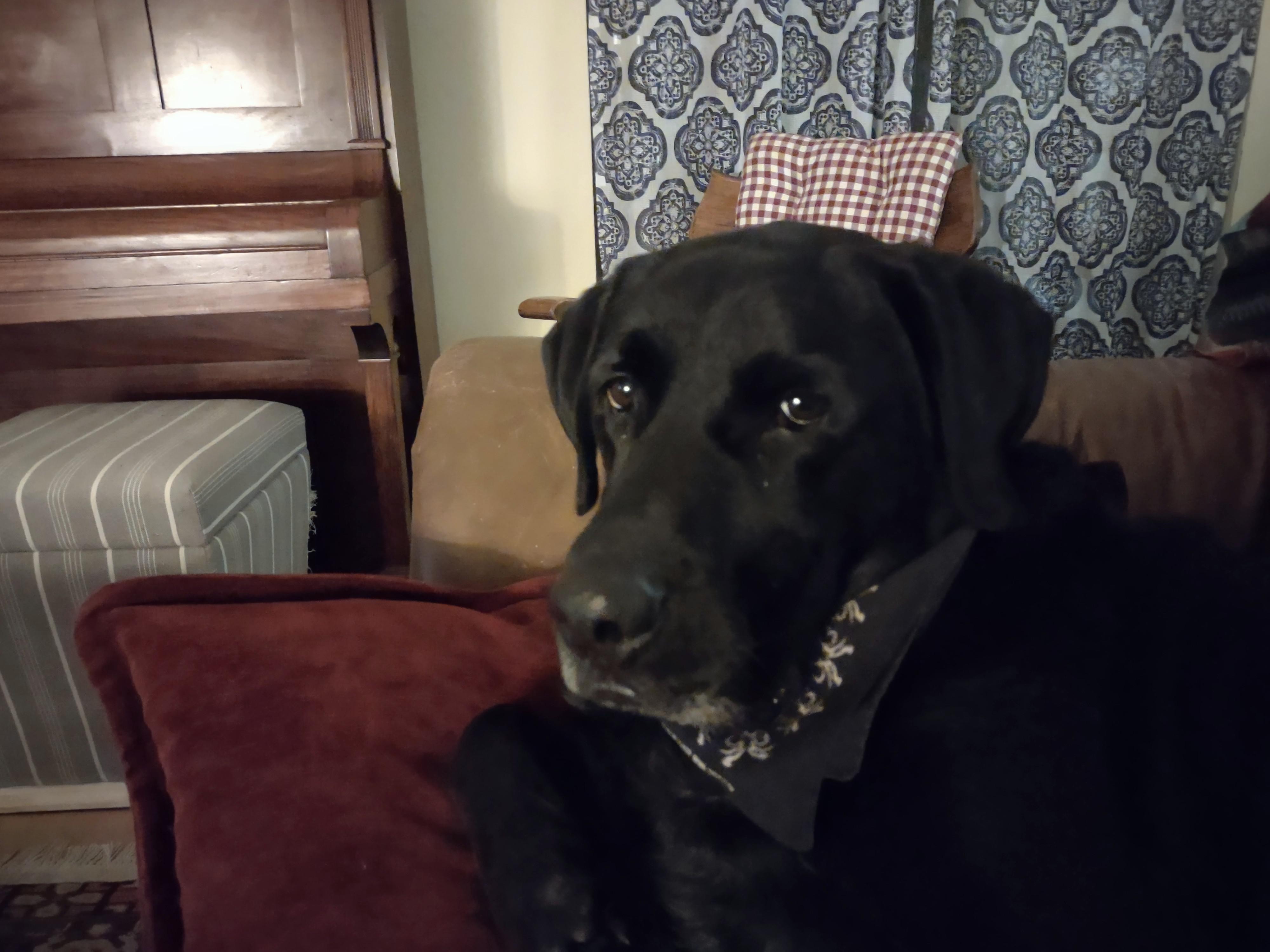 Lab | Pictures | Scrolller