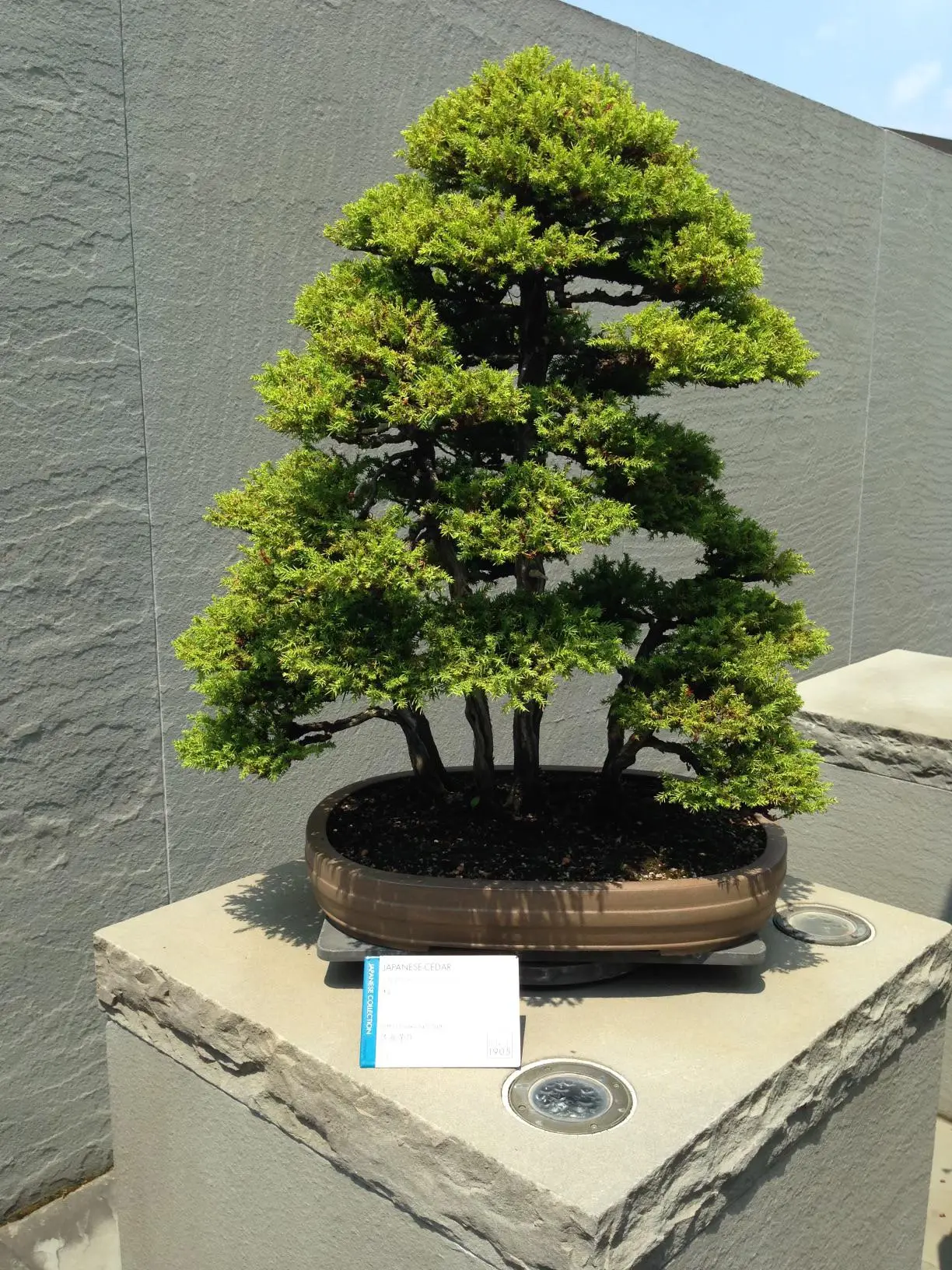 Japanese Cedar Group Planting | Scrolller