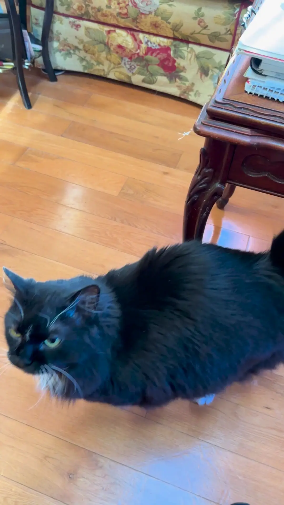 Jazzy: featuring purrs and squirms. Jazzy likes her brushy brushy at ultimate strength. | Scrolller