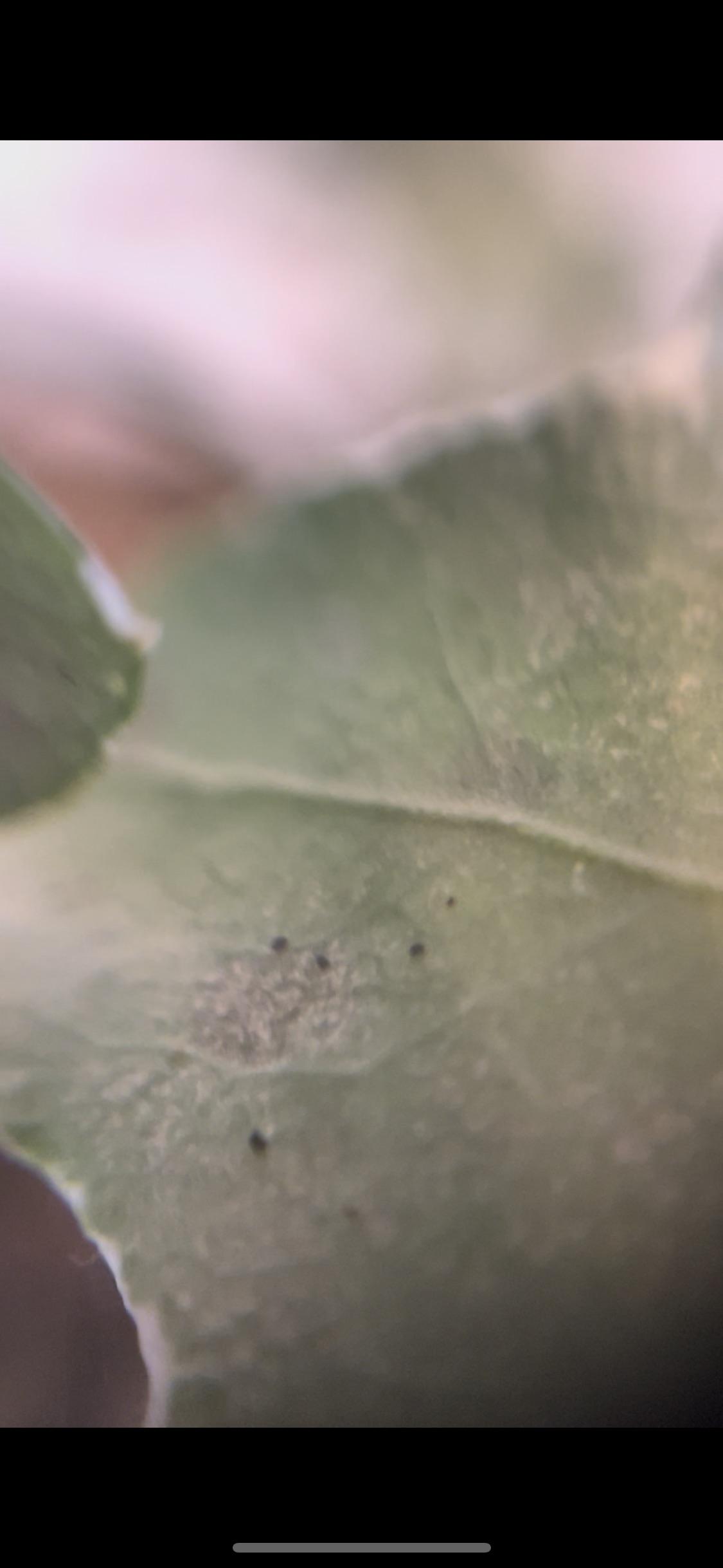 Pest identification? & how to kill? | Scrolller