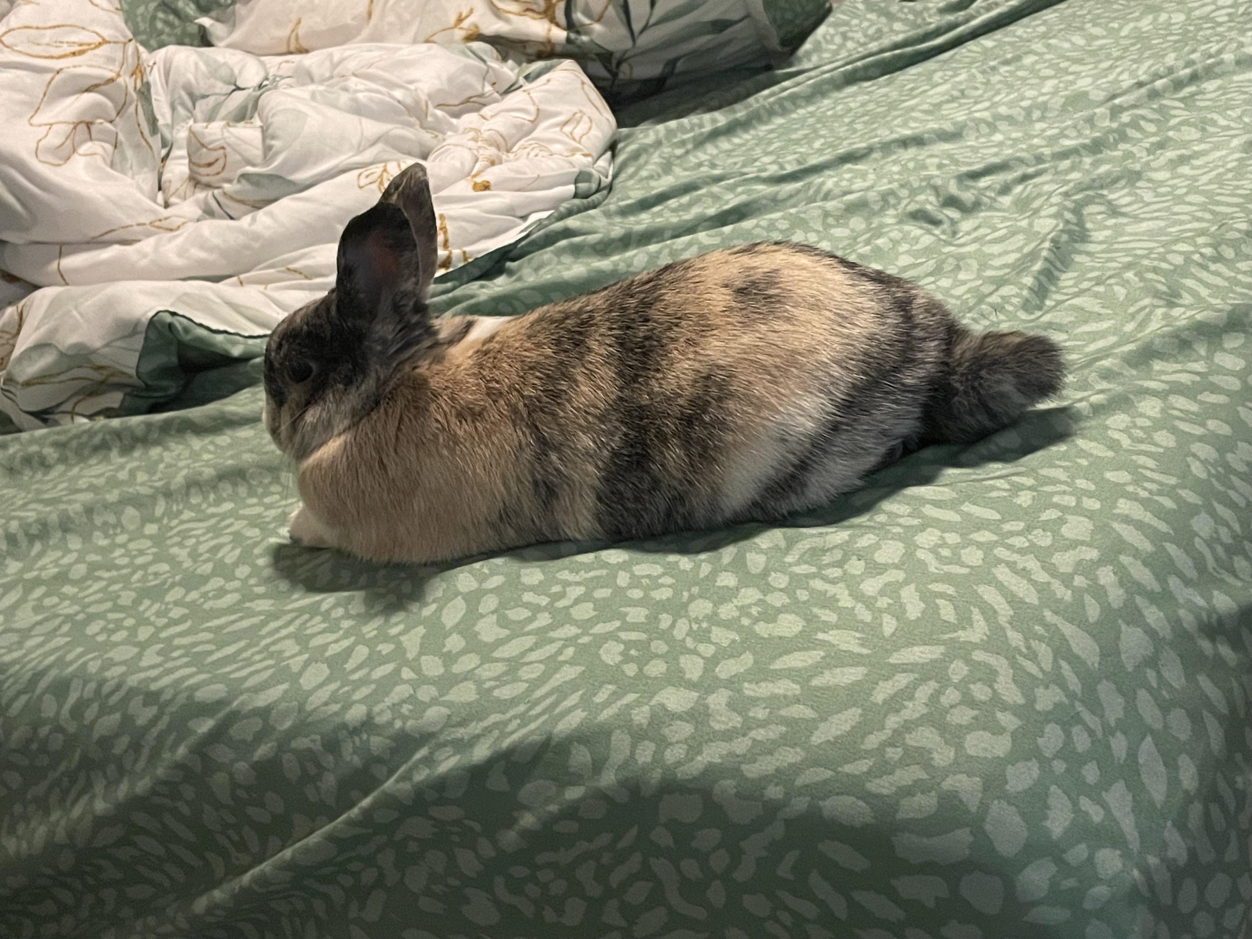 Basil on the bed! | Scrolller