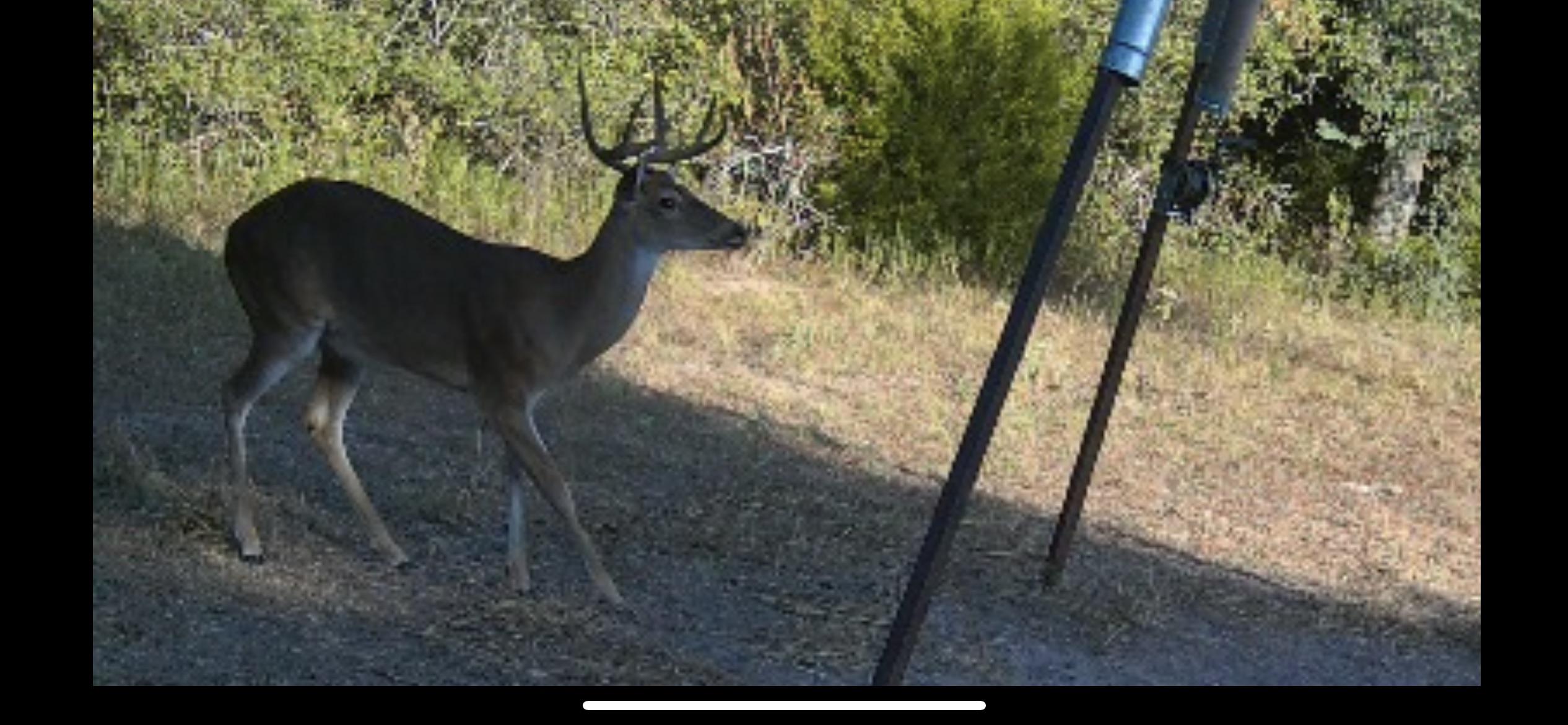 How old is this deer? | Scrolller