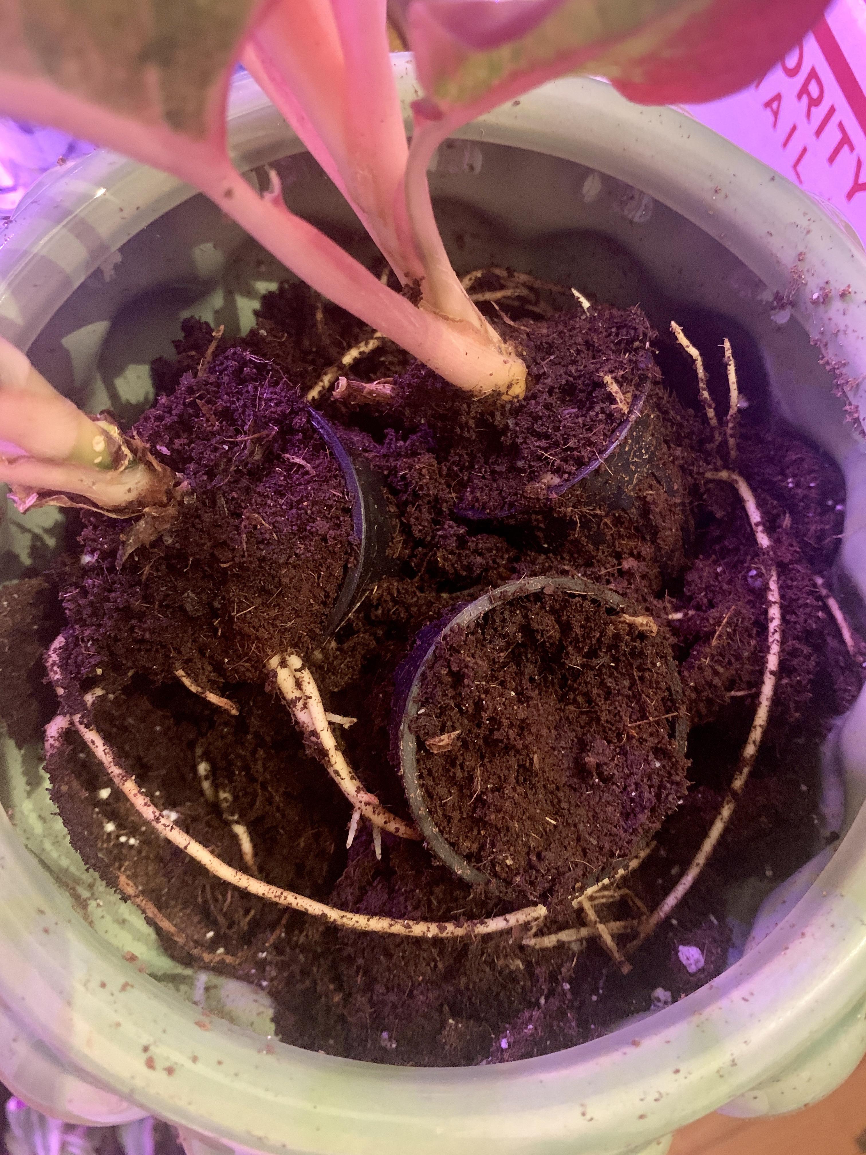 Tiny pots in my pot???? | Scrolller