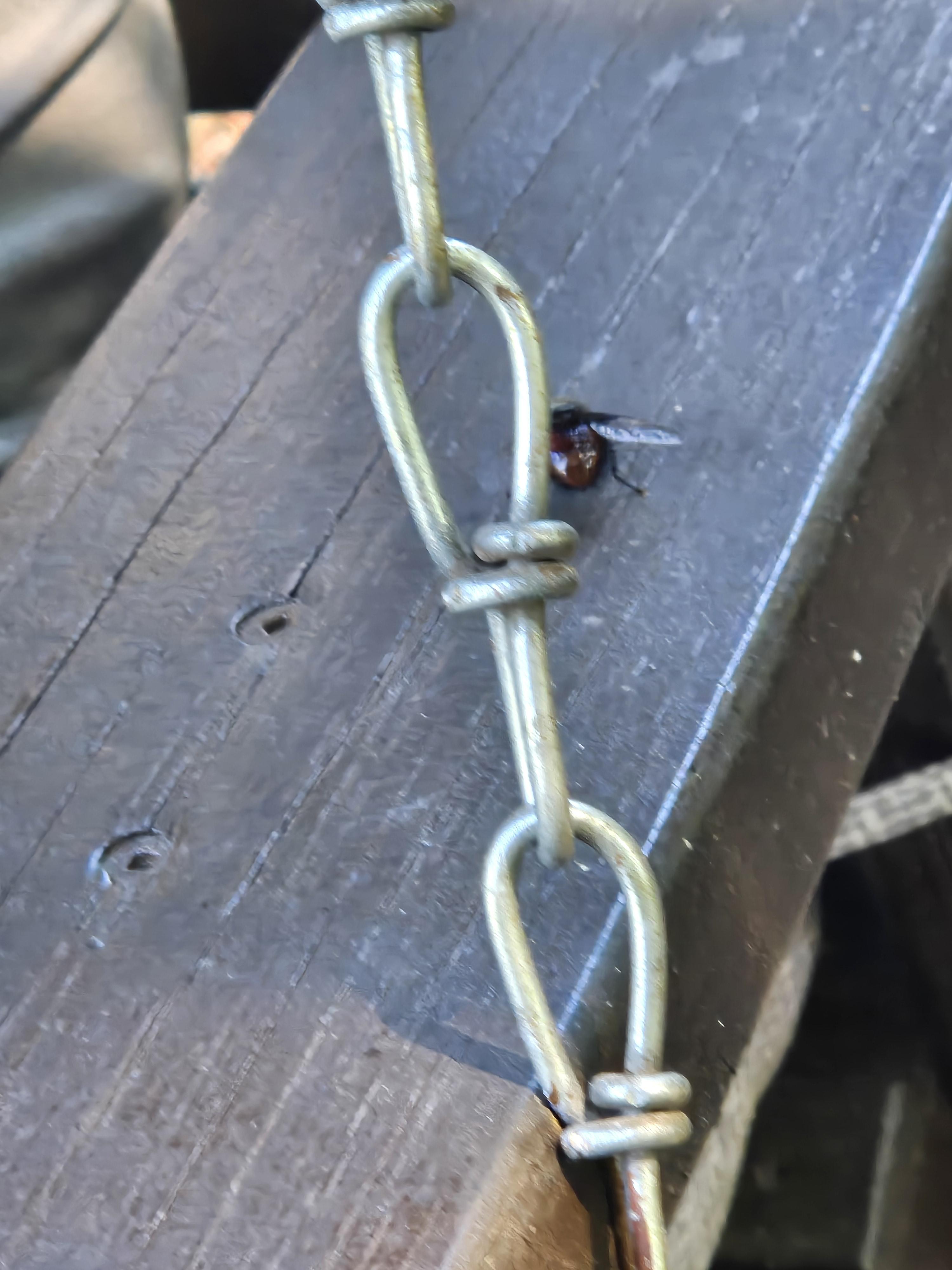 What is this fly? | Scrolller