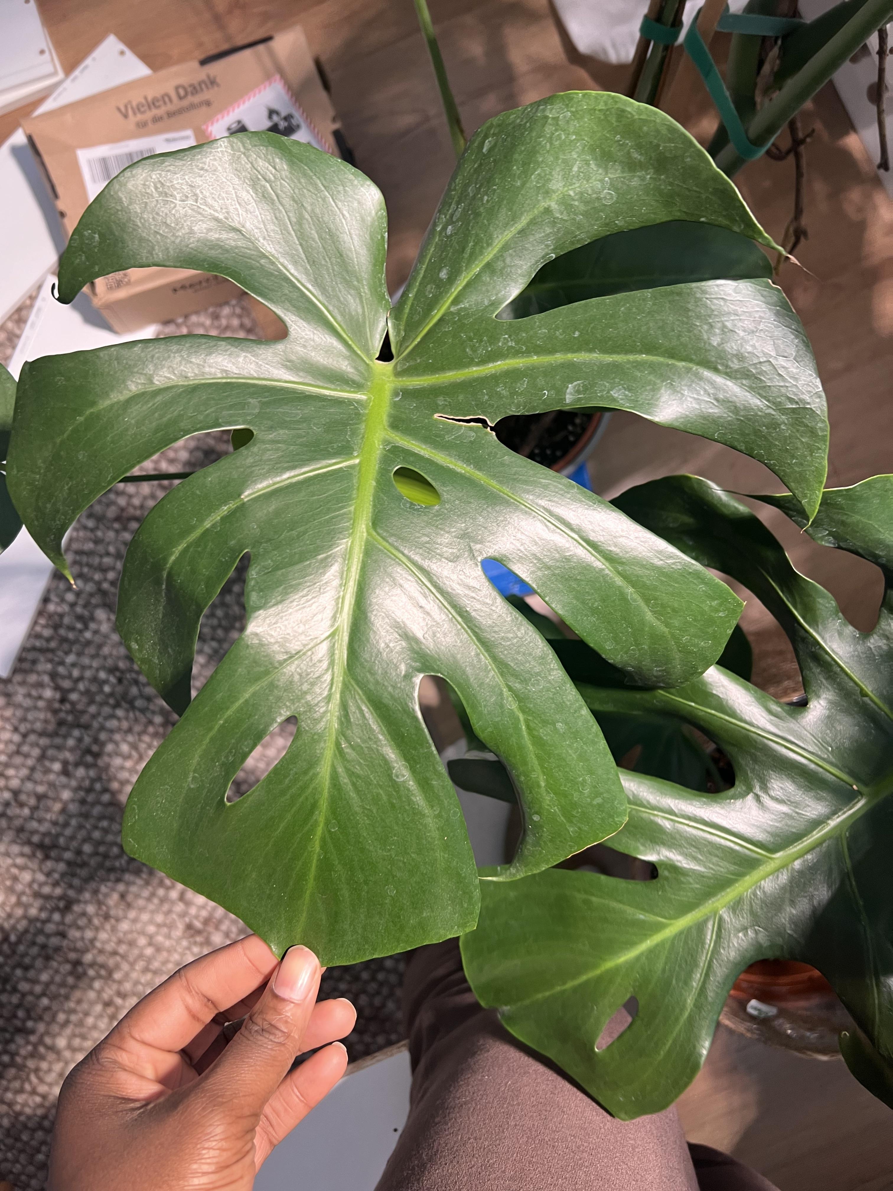 How do I get rid of these chalky spots on my monstera? I’m | Scrolller