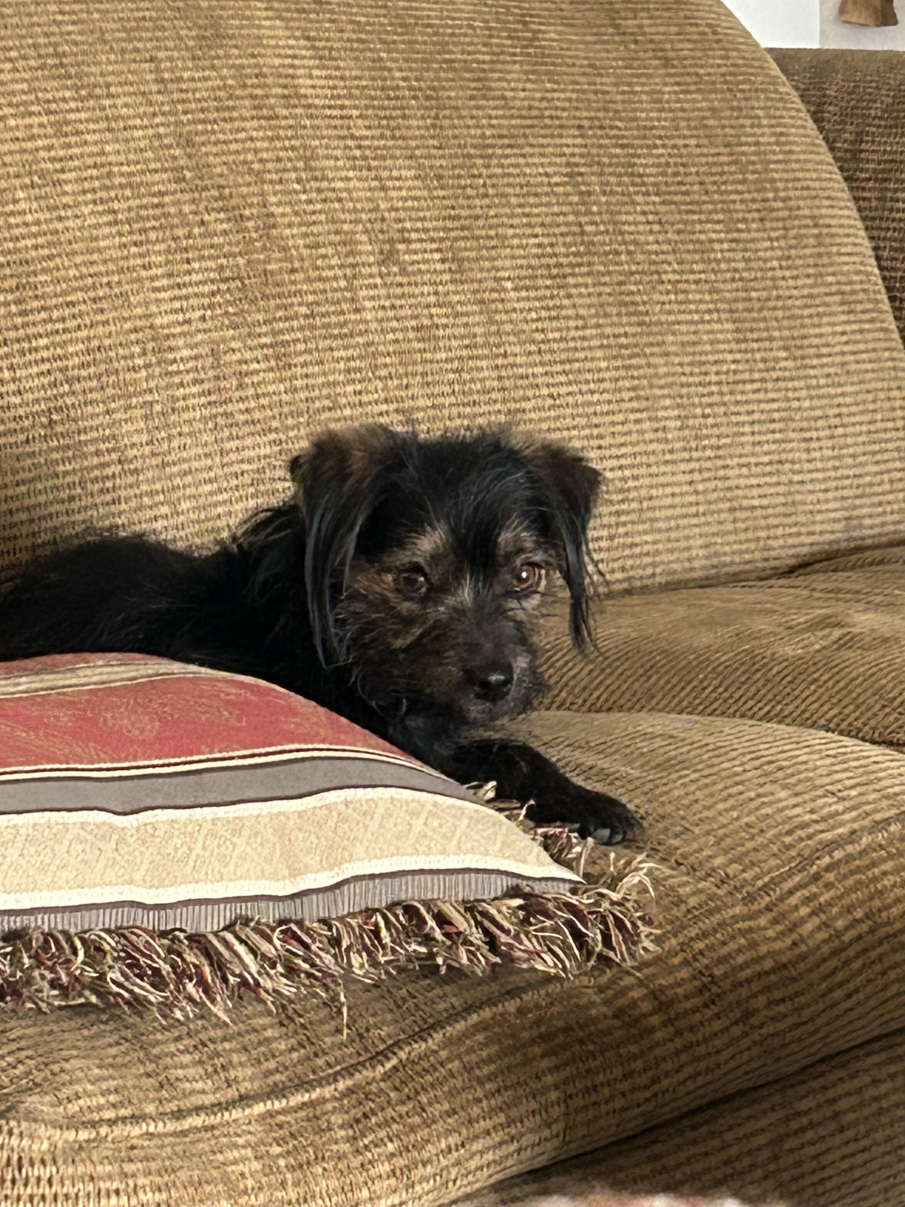 Identify this breed? | Scrolller