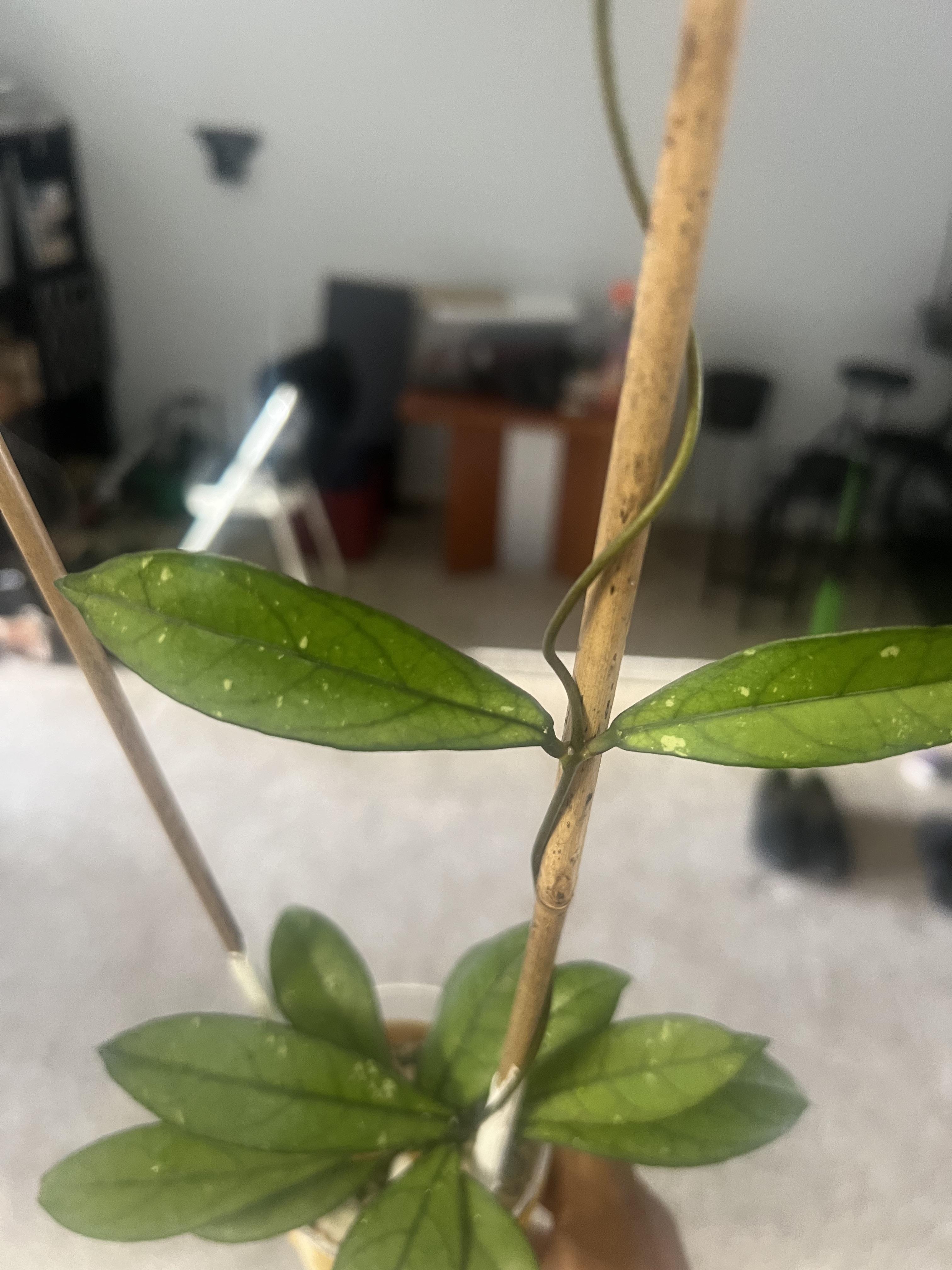 Discover more like Hoyas: Any idea why these white marks appear on my crassipetiolata? and ...