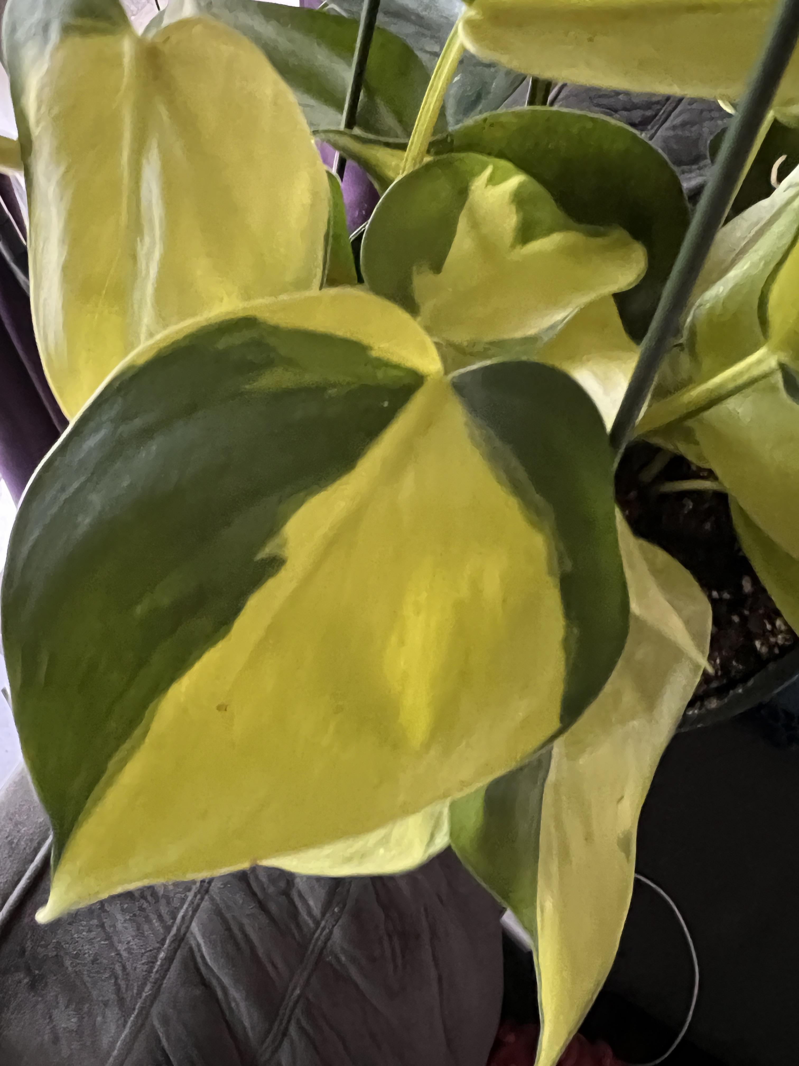 Help identifying philodendron | Scrolller