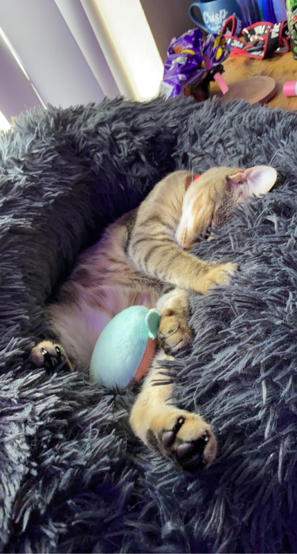 Gooby is genuinely my favorite (OC) | Scrolller