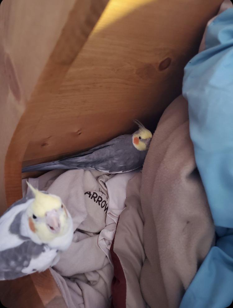 Happy first birthday to Dexter | Scrolller