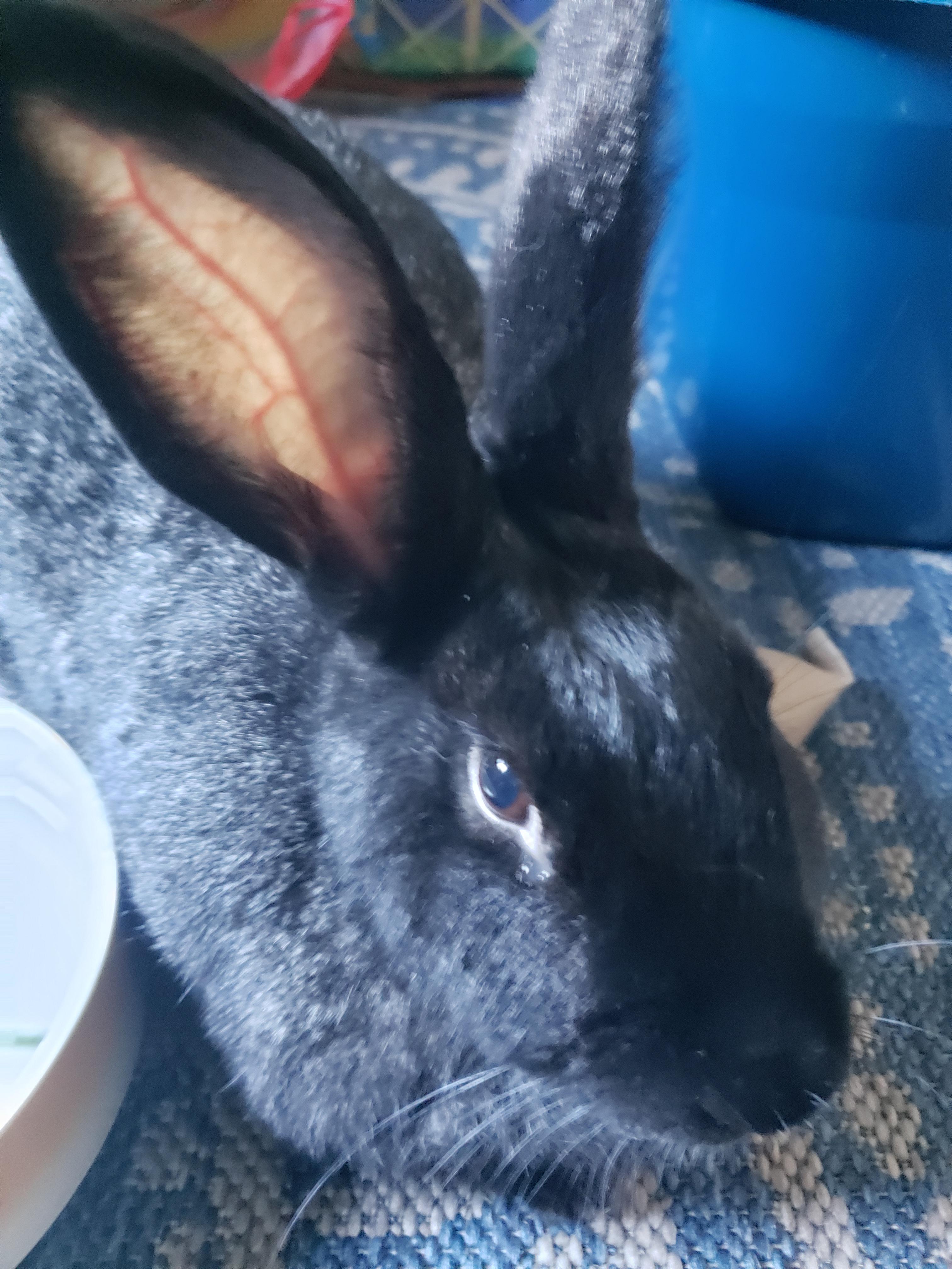 Meet the new bun! | Scrolller