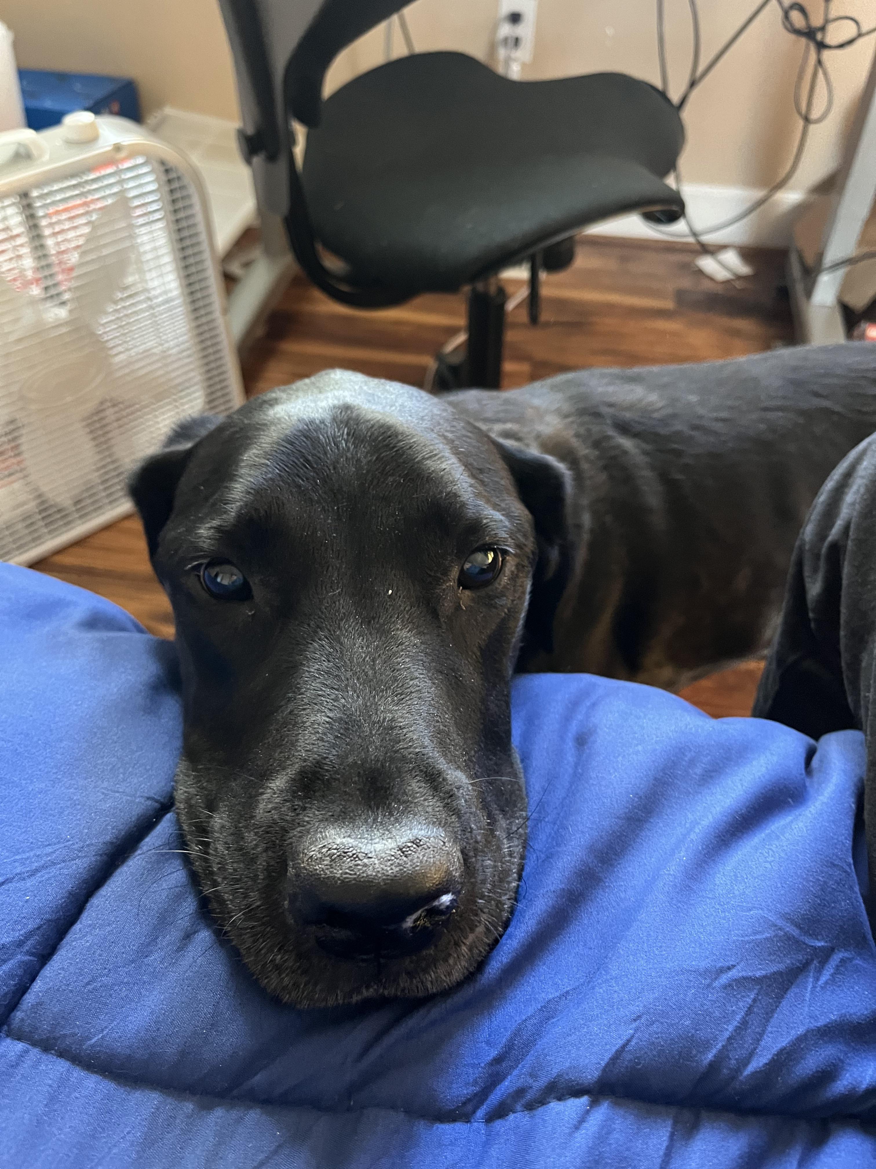 Arlo, my family’s 10yo lab | Scrolller