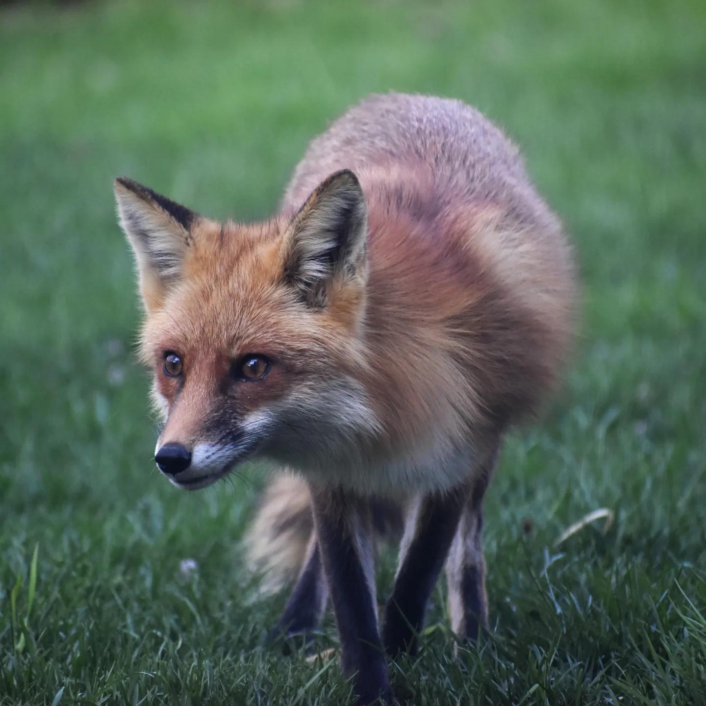 Beautiful fox in my backyard today | Scrolller