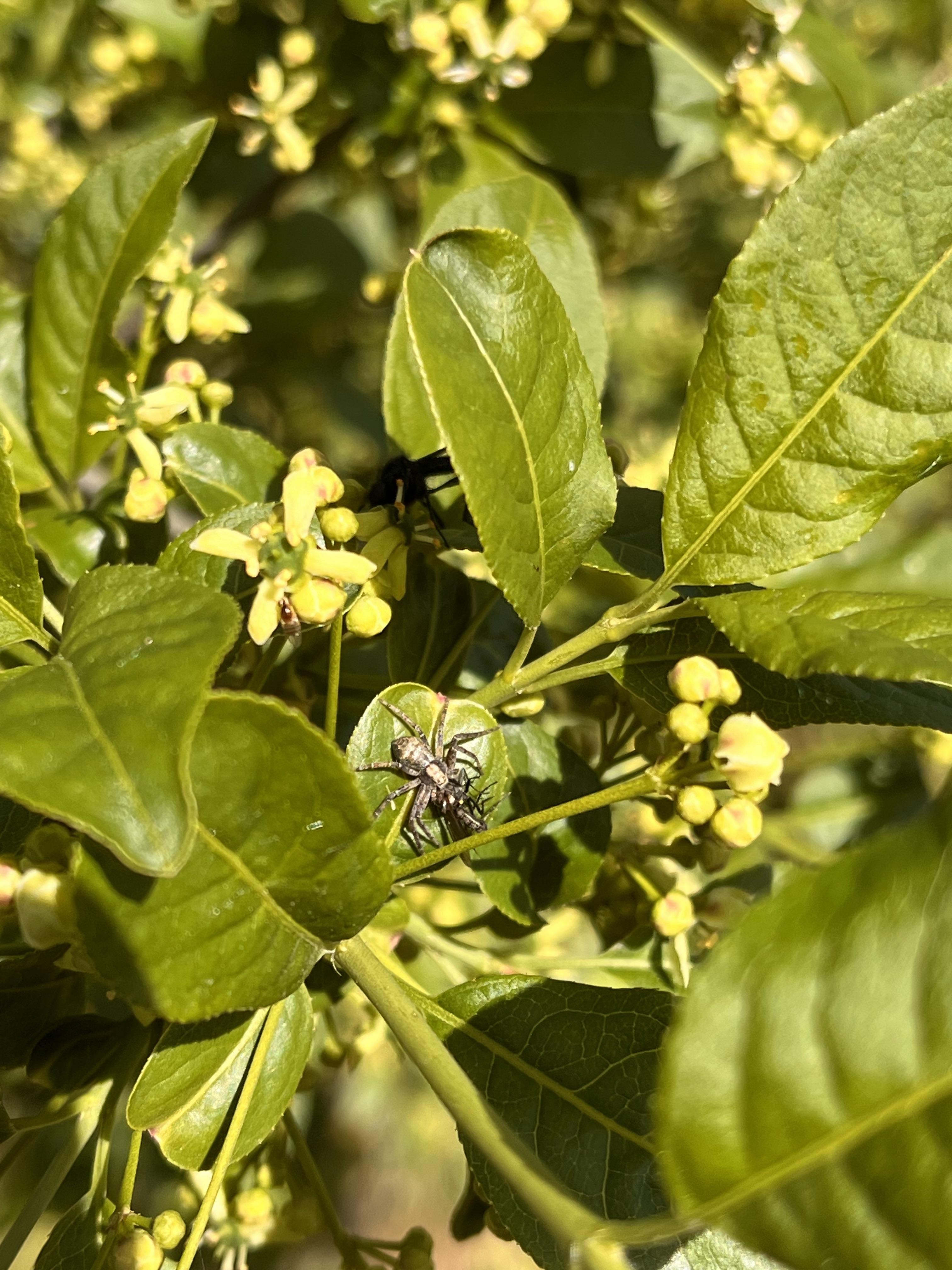 Spider eating an insect | Scrolller