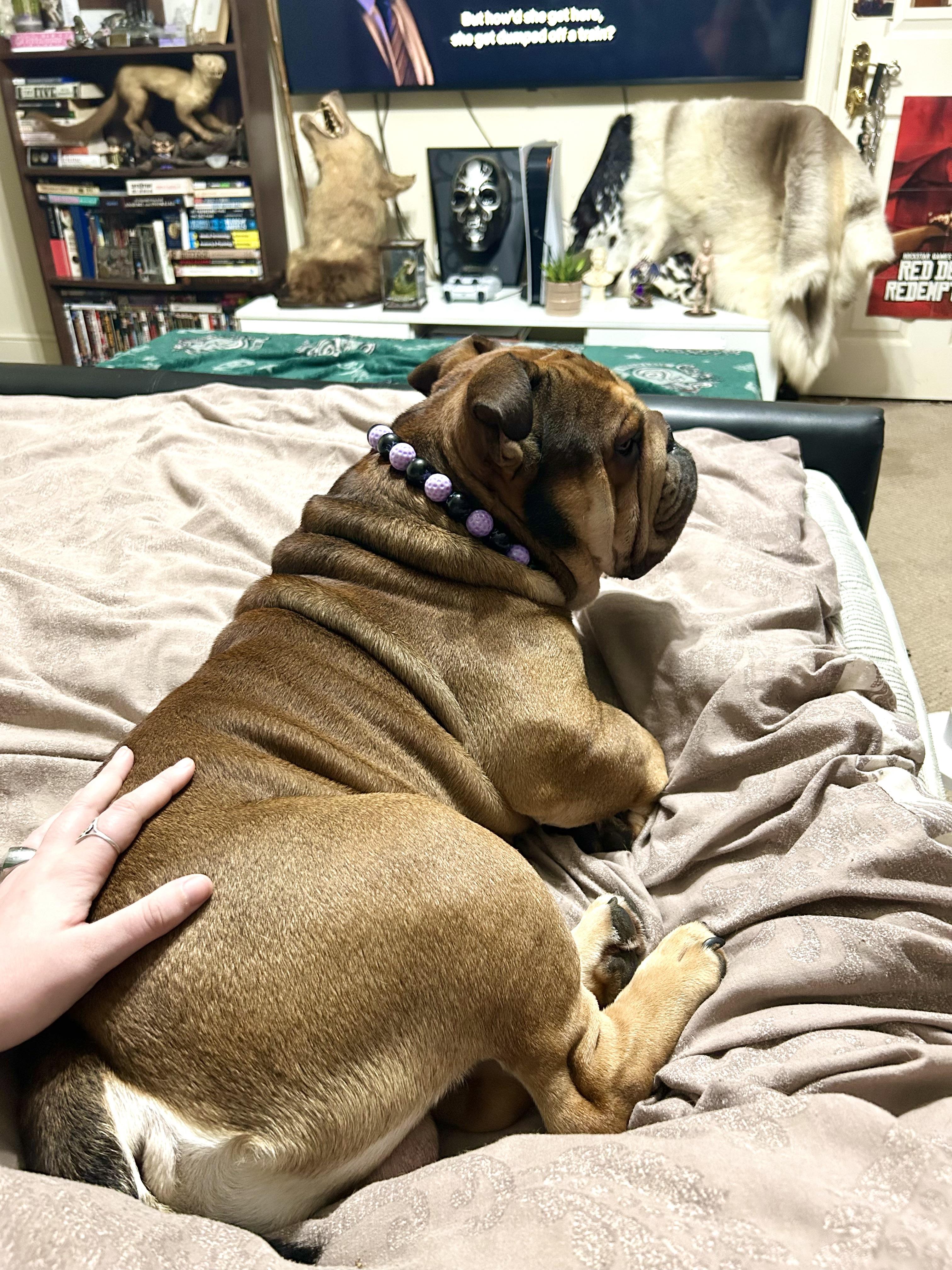 Rocky 🥰 | Scrolller