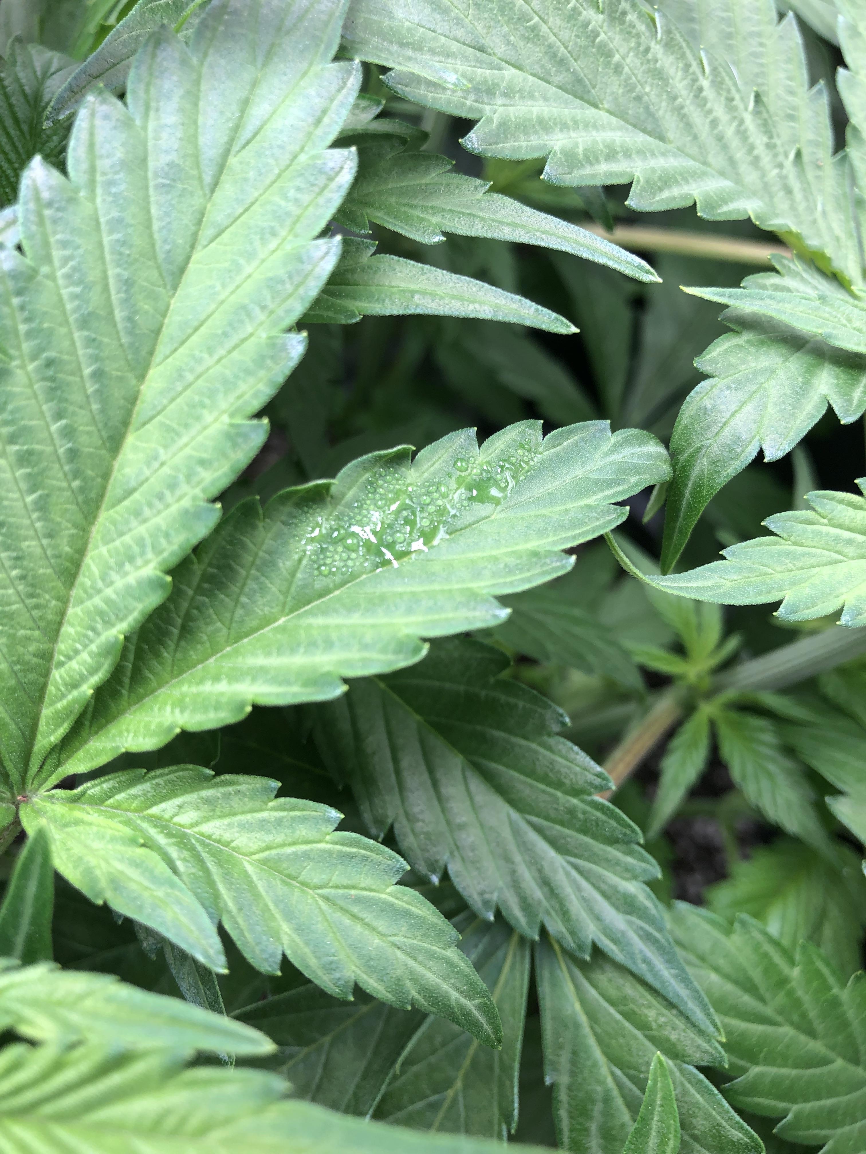 Help diagnosing/guidance | Scrolller