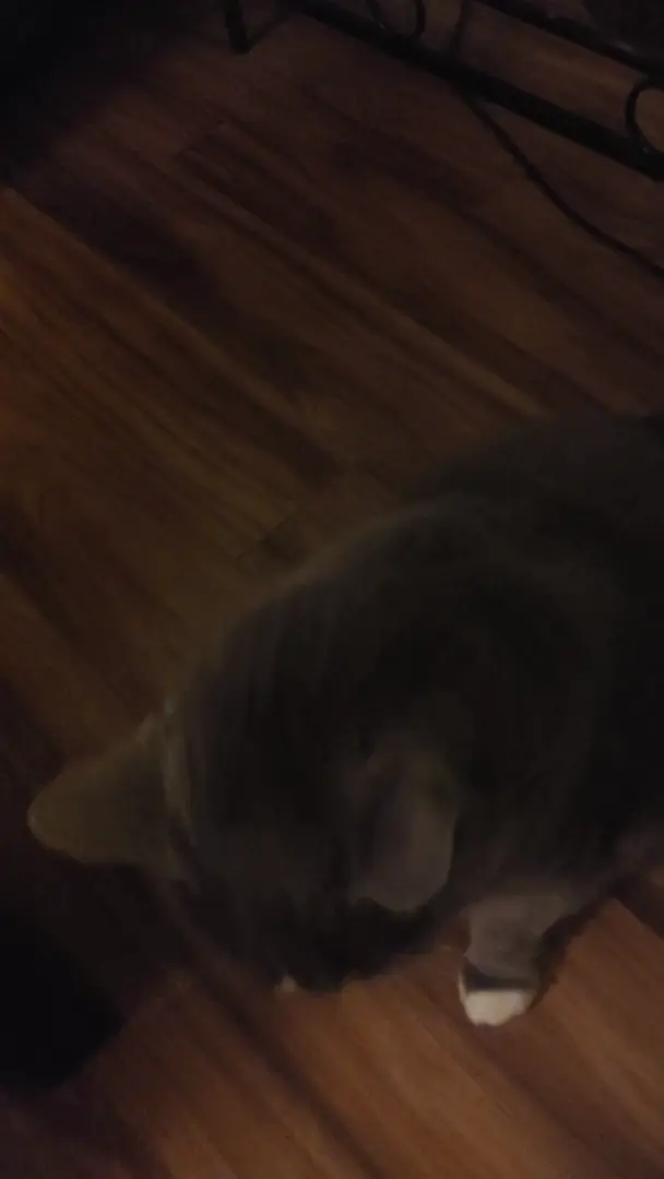 Journey luvs brushy brushy! | Scrolller