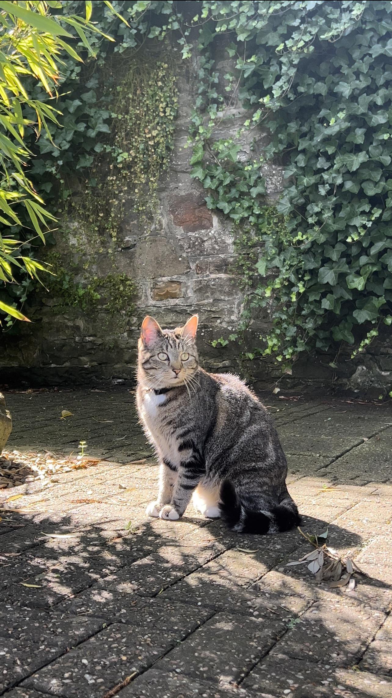 Discover more like Aww: [OC] Sweet cat I met in Edinburgh ♥️ and Related Content | Scrolller