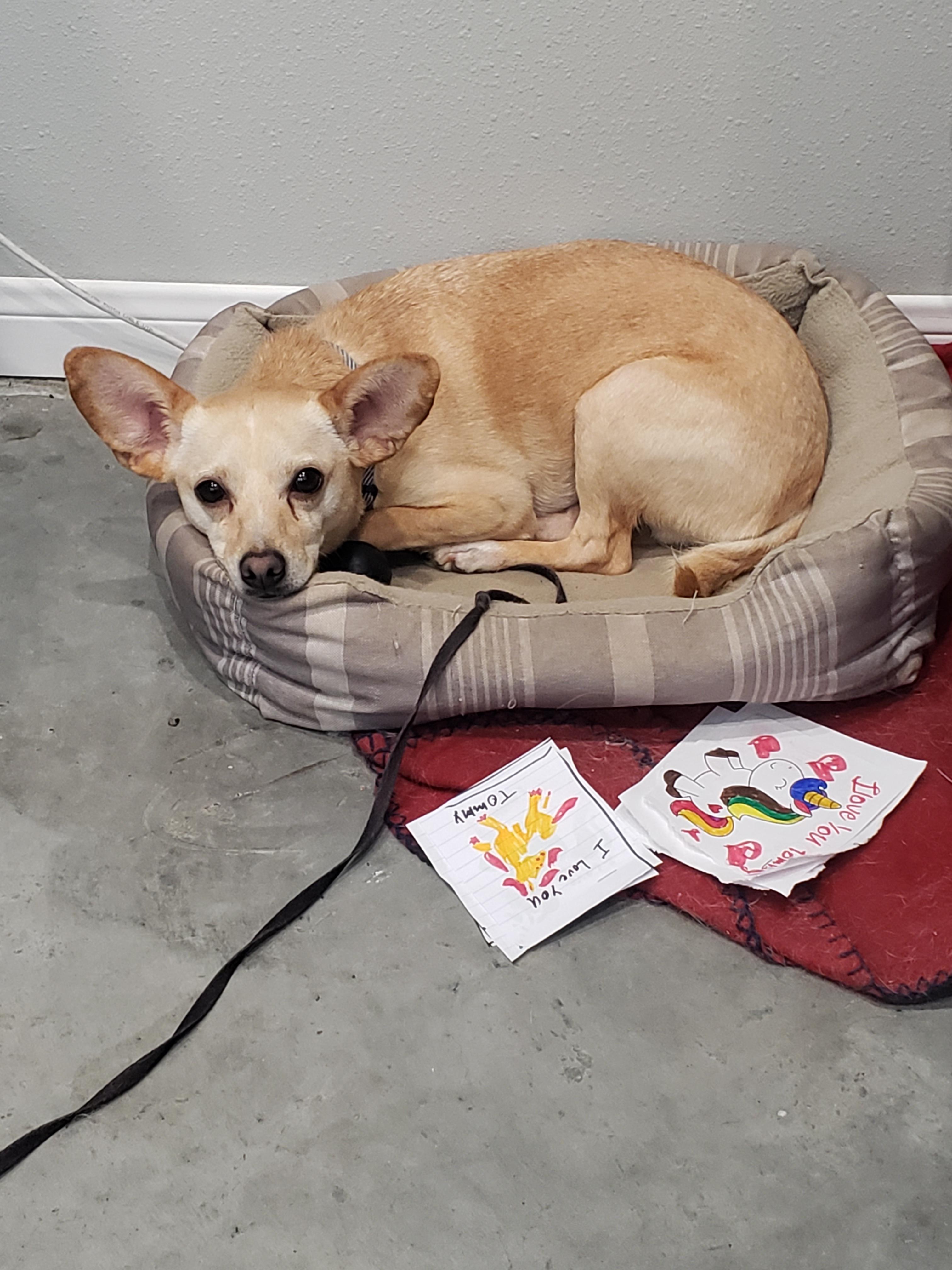 [OC] From his adoring (*adorable) fan | Scrolller