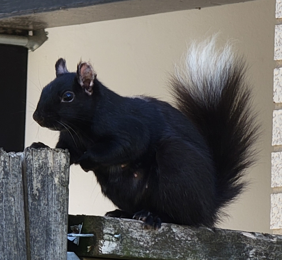 Here's a sequence of photos of my friend's white spots growing with age! she's so spotty now ...