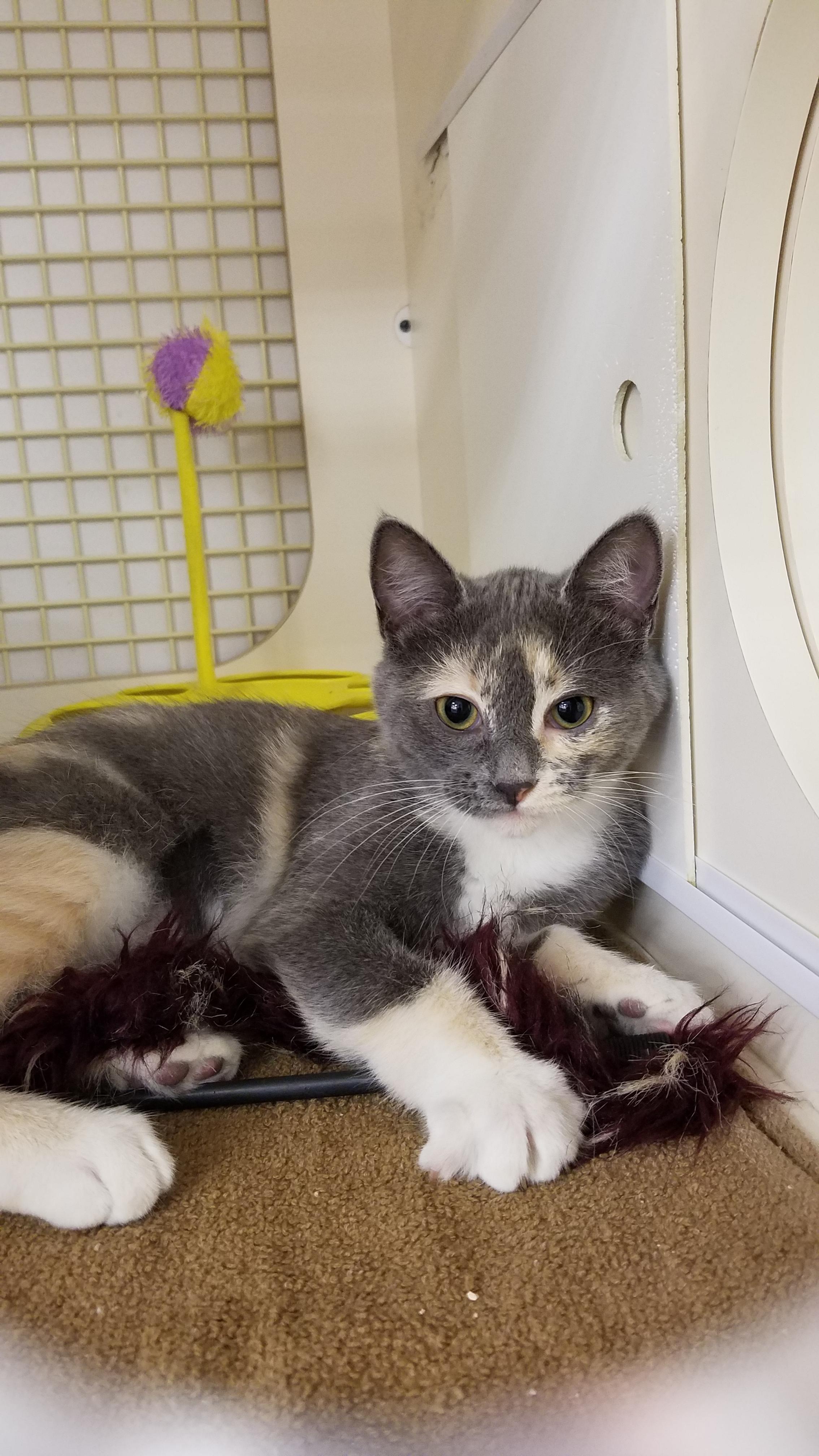 (OC) Blep | Scrolller