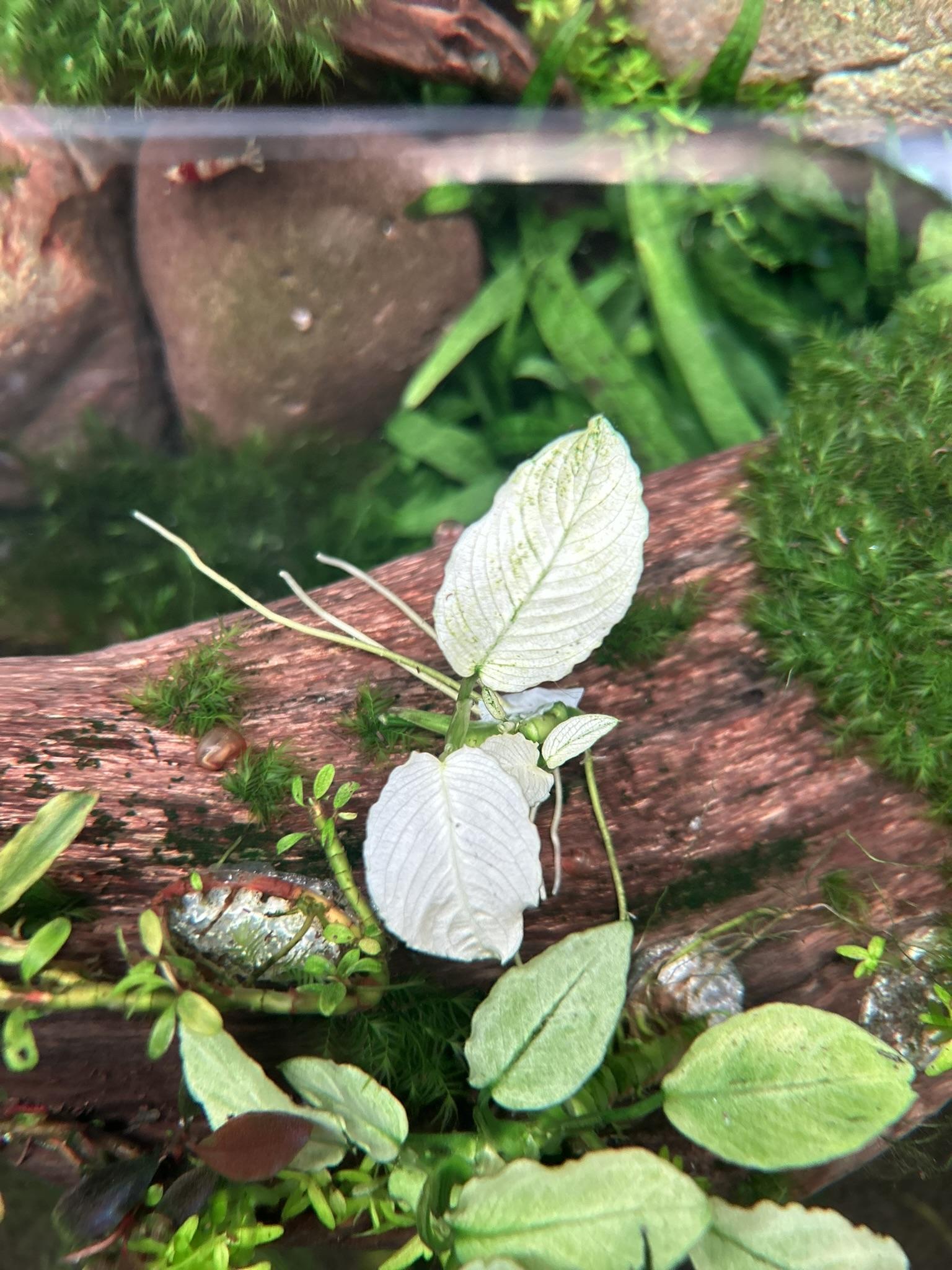 Different Types of Variegated Anubias | Scrolller