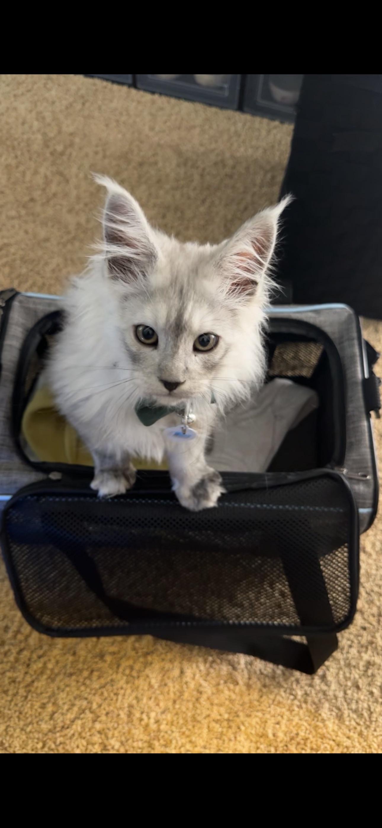 My kitten eats slow | Scrolller