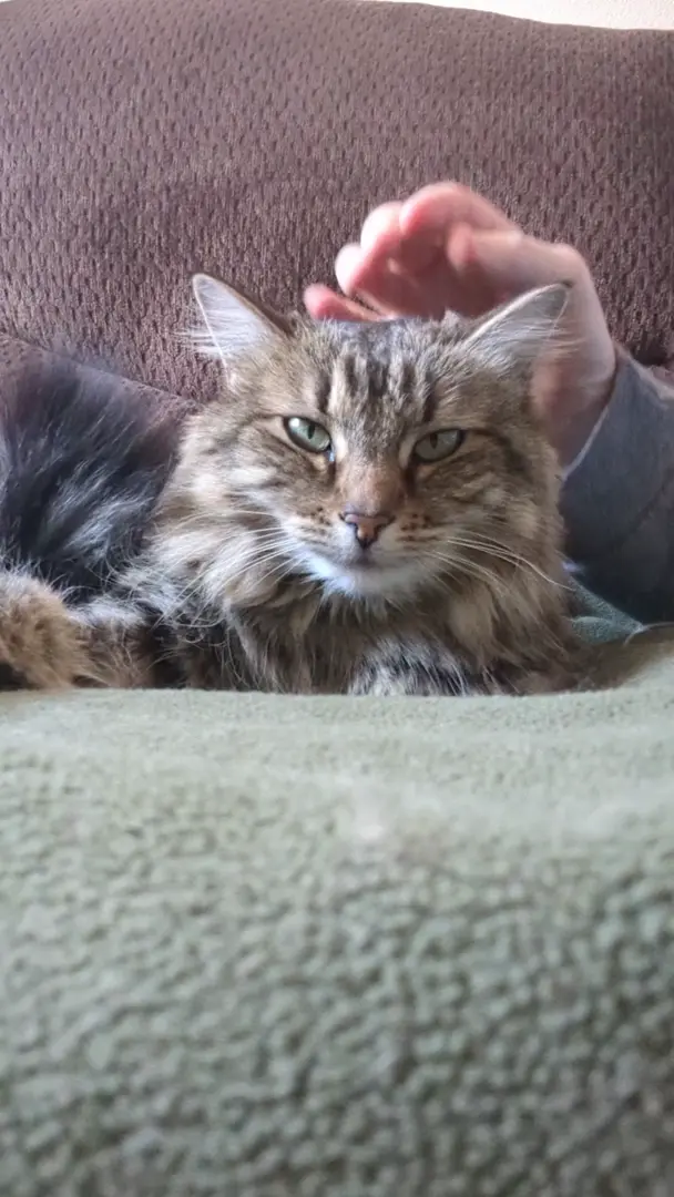Jules doesn't like the cold winters, so she's inside getting some head rubs | Scrolller