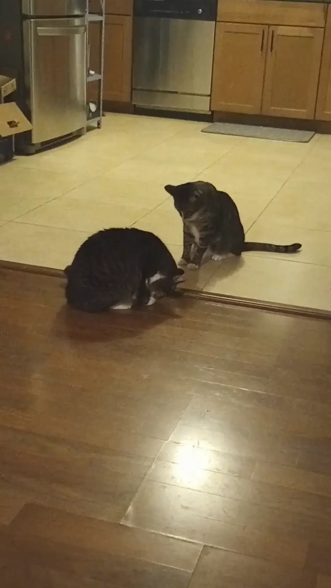 Jump scare featuring Tina and Panini | Scrolller