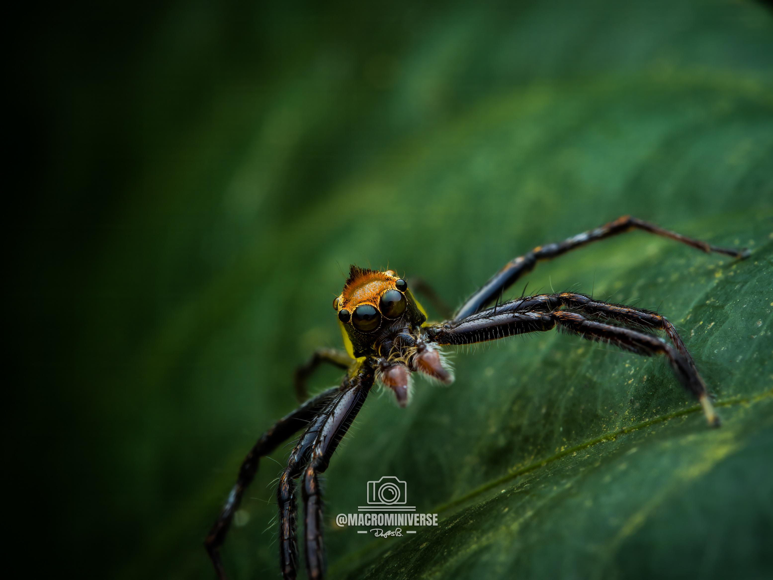 Jumping Spider [OC] | Scrolller