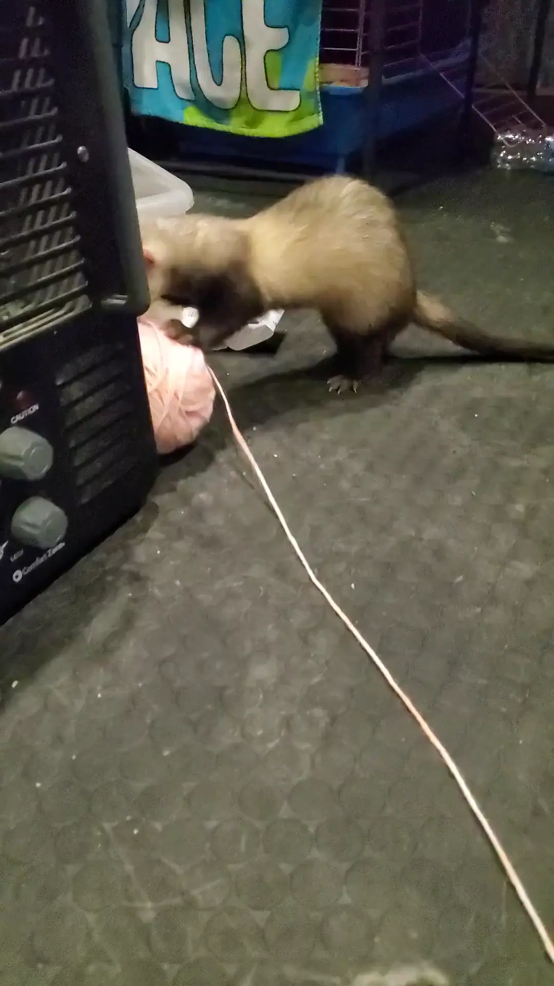 Juno being more cat than snake | Scrolller