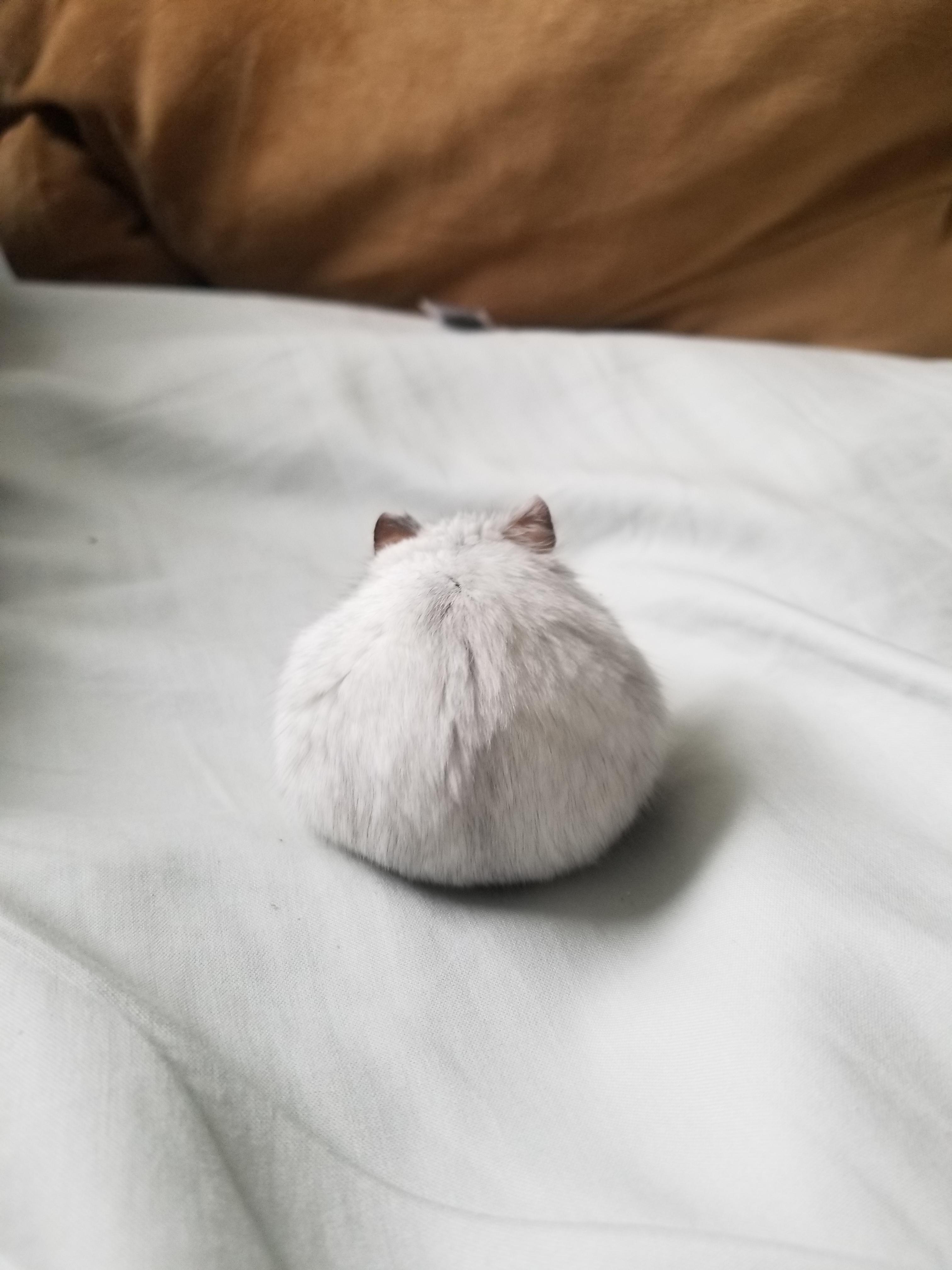 just a round puffball with ears | Scrolller