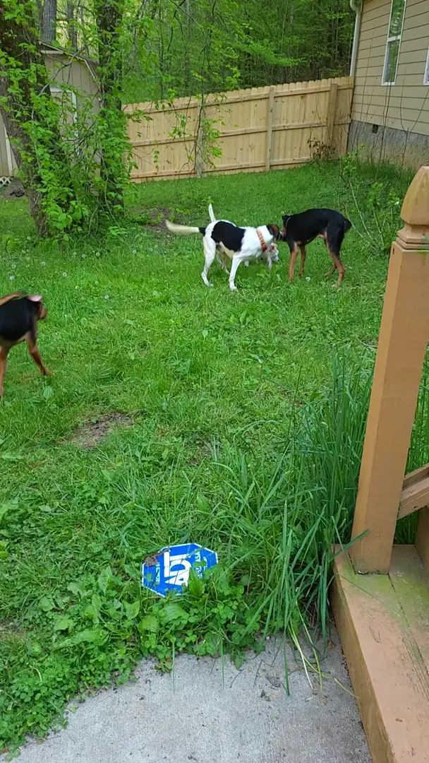 Just got a fence built for our dogs. | Scrolller