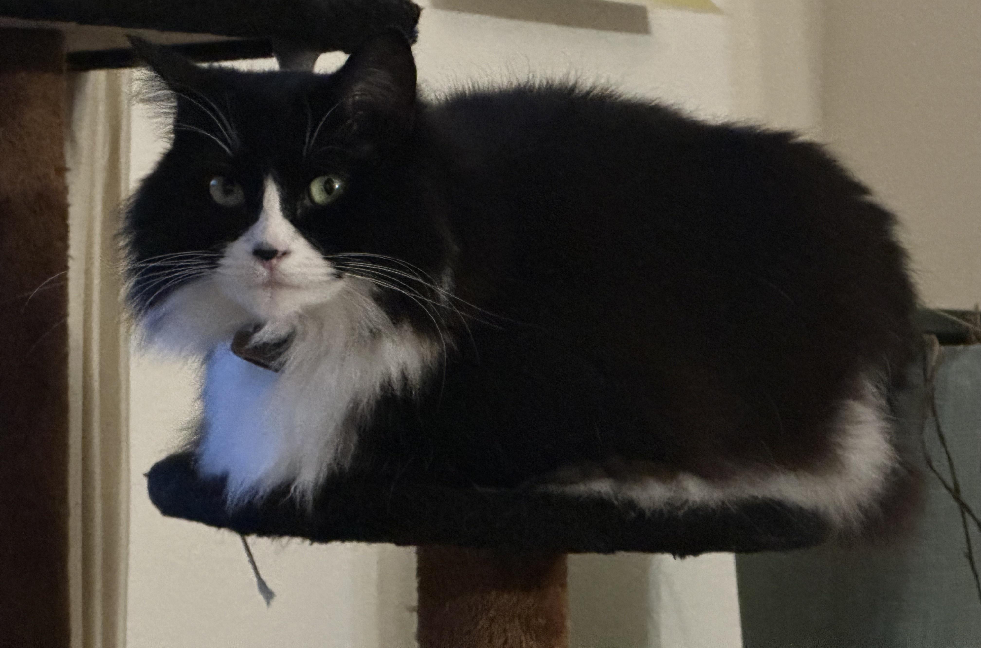 Just Loafing | Scrolller