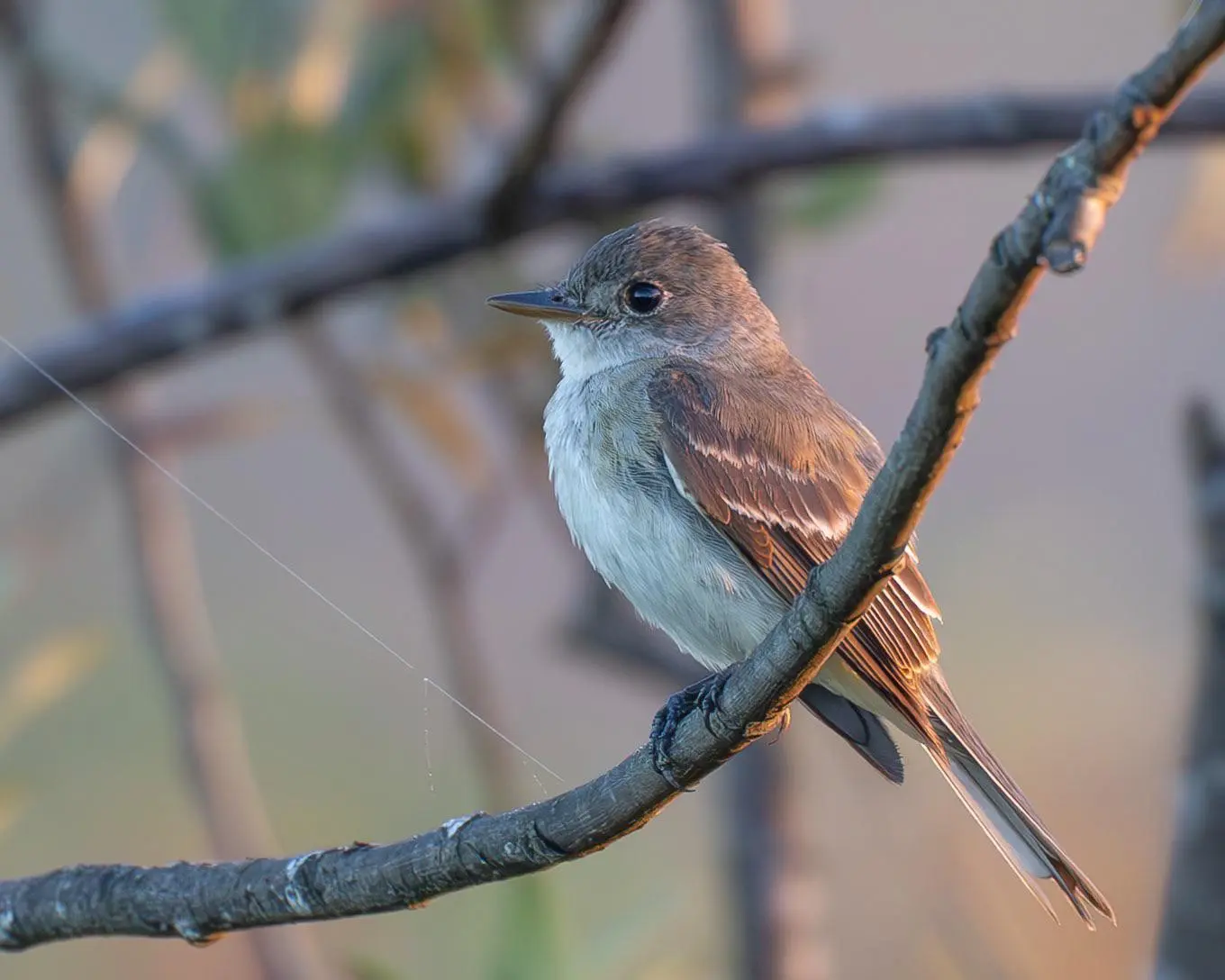 Just sunrise | Scrolller