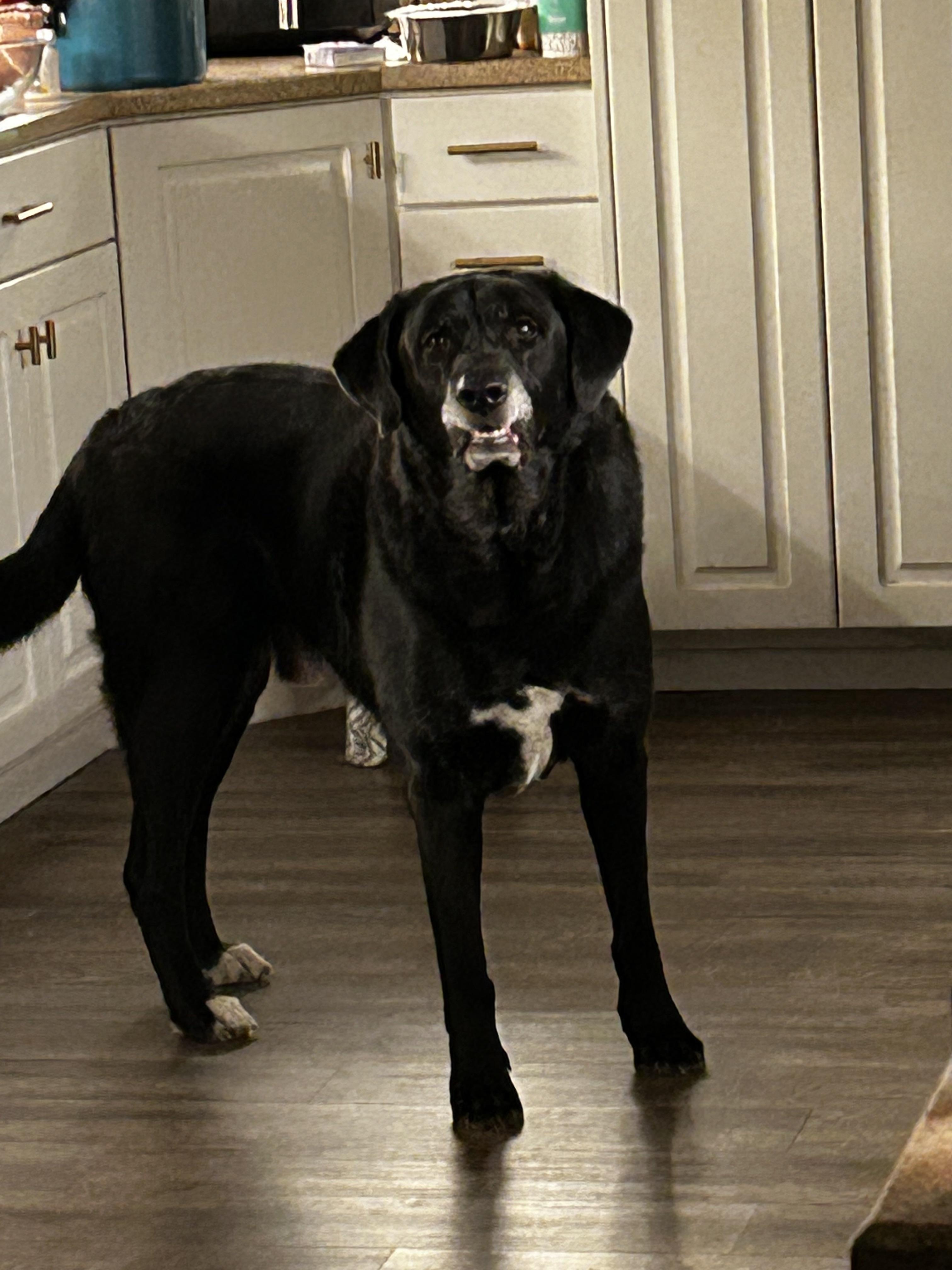 Draw this goober | Scrolller