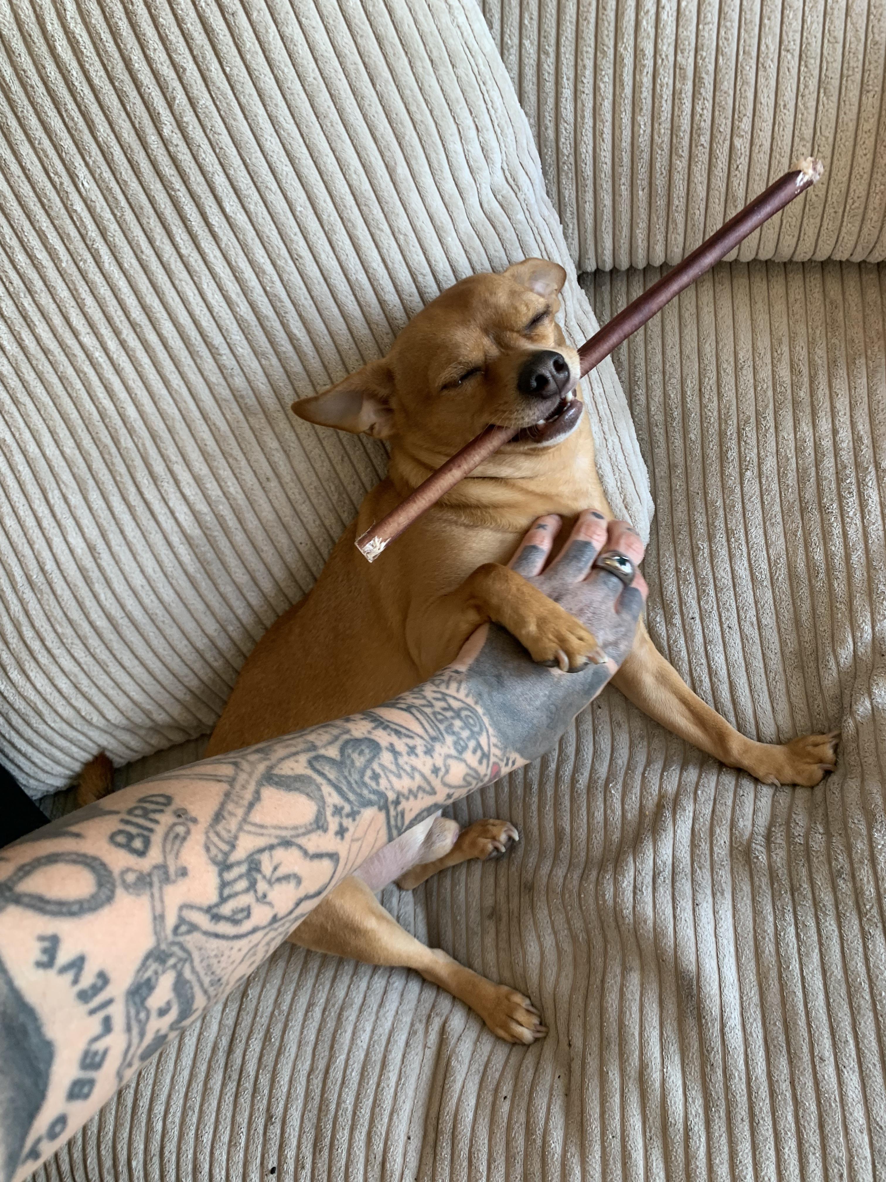 Does your chi love bully sticks? | Scrolller