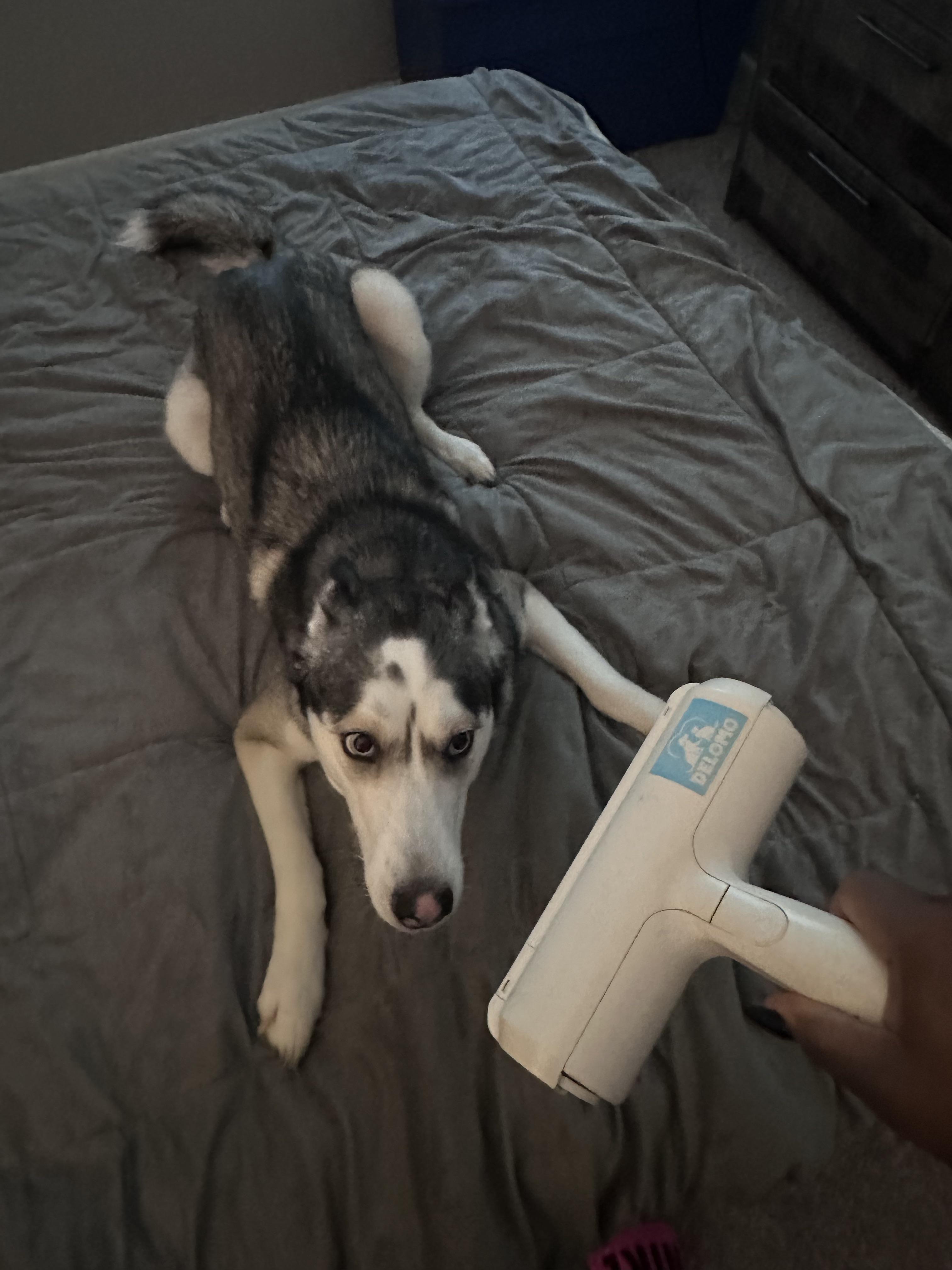 What strange things are your huskies scared of? | Scrolller