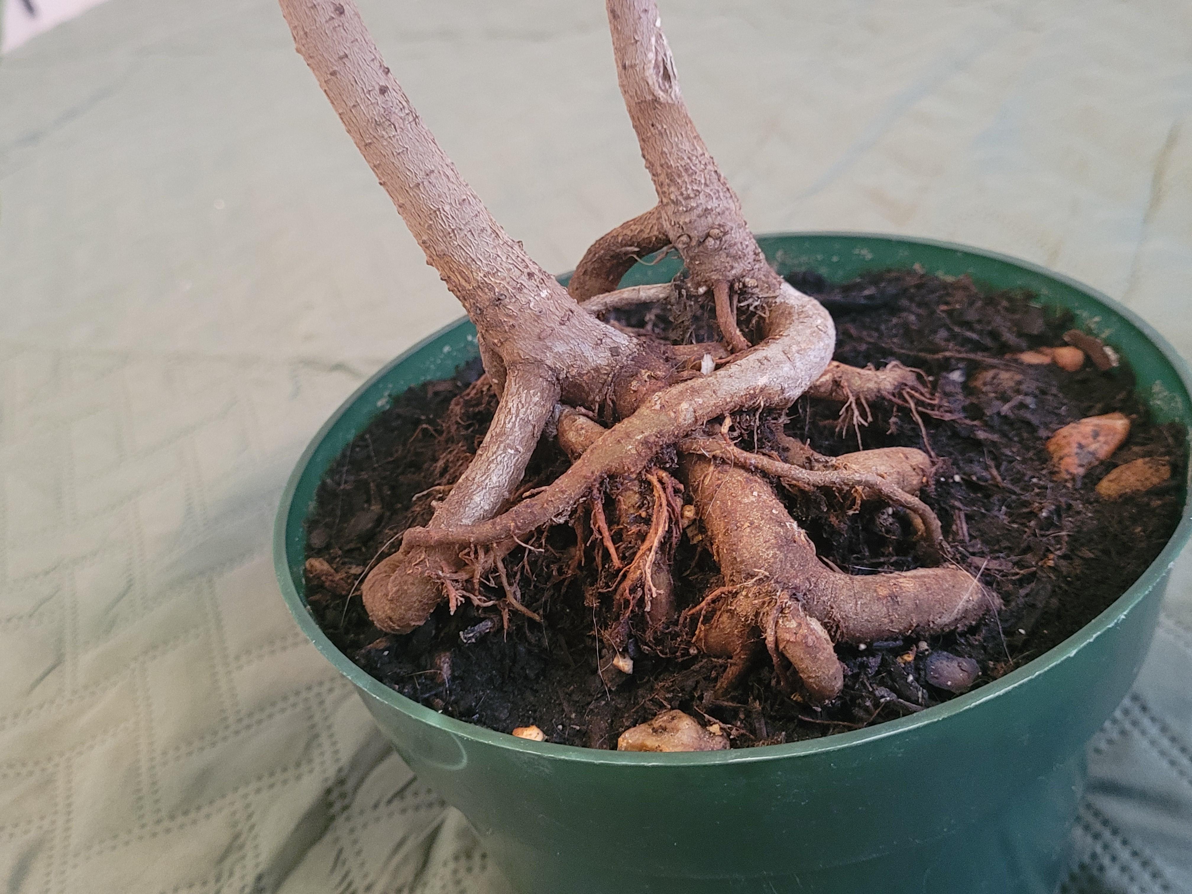 18 month old ficus bonsai I have raised since I took them as cuttings | Scrolller